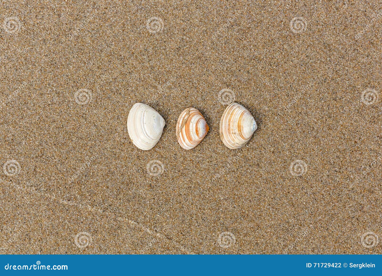 Shells on the beach stock photo. Image of beach, windy - 71729422