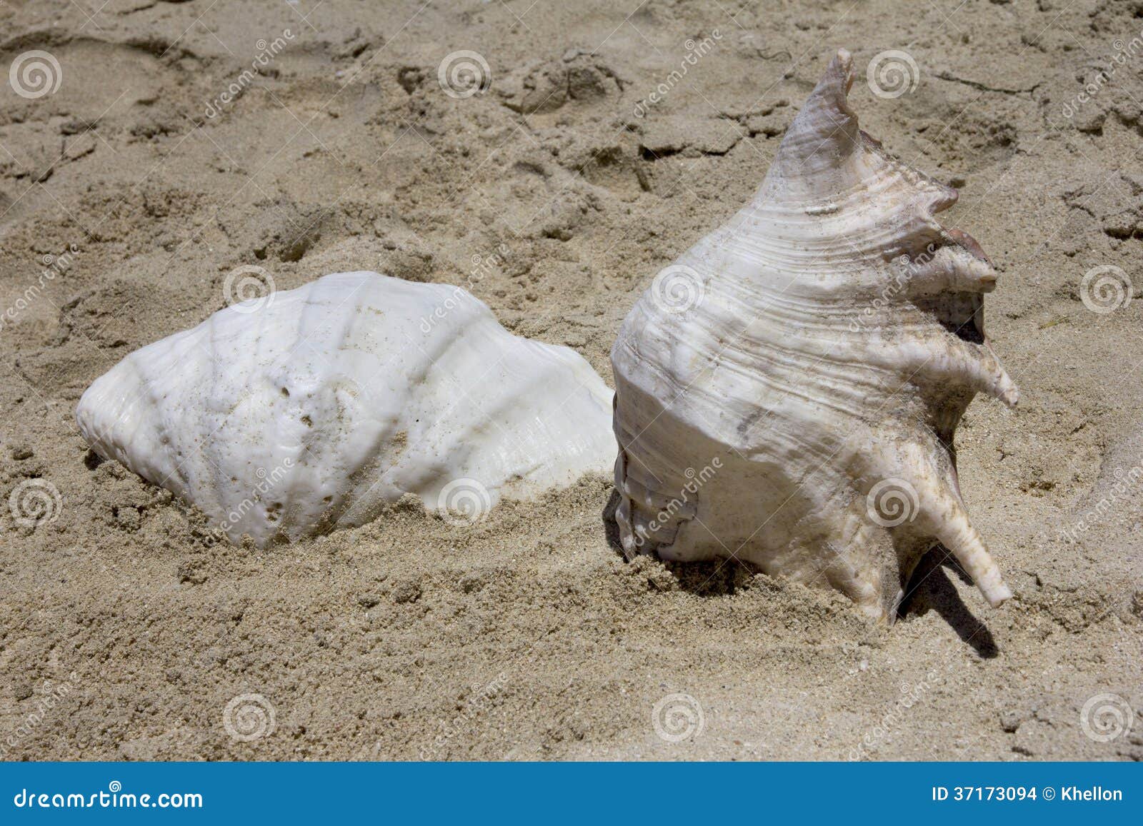 Shells on beach stock photo. Image of beach, south, sand - 37173094