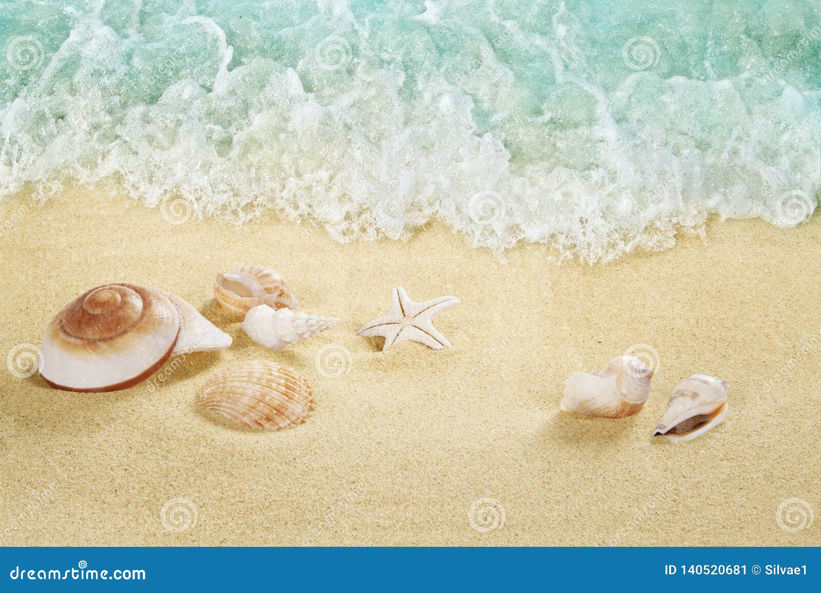 Shells on the Beach. Tropical Sea. Stock Image - Image of cancun ...