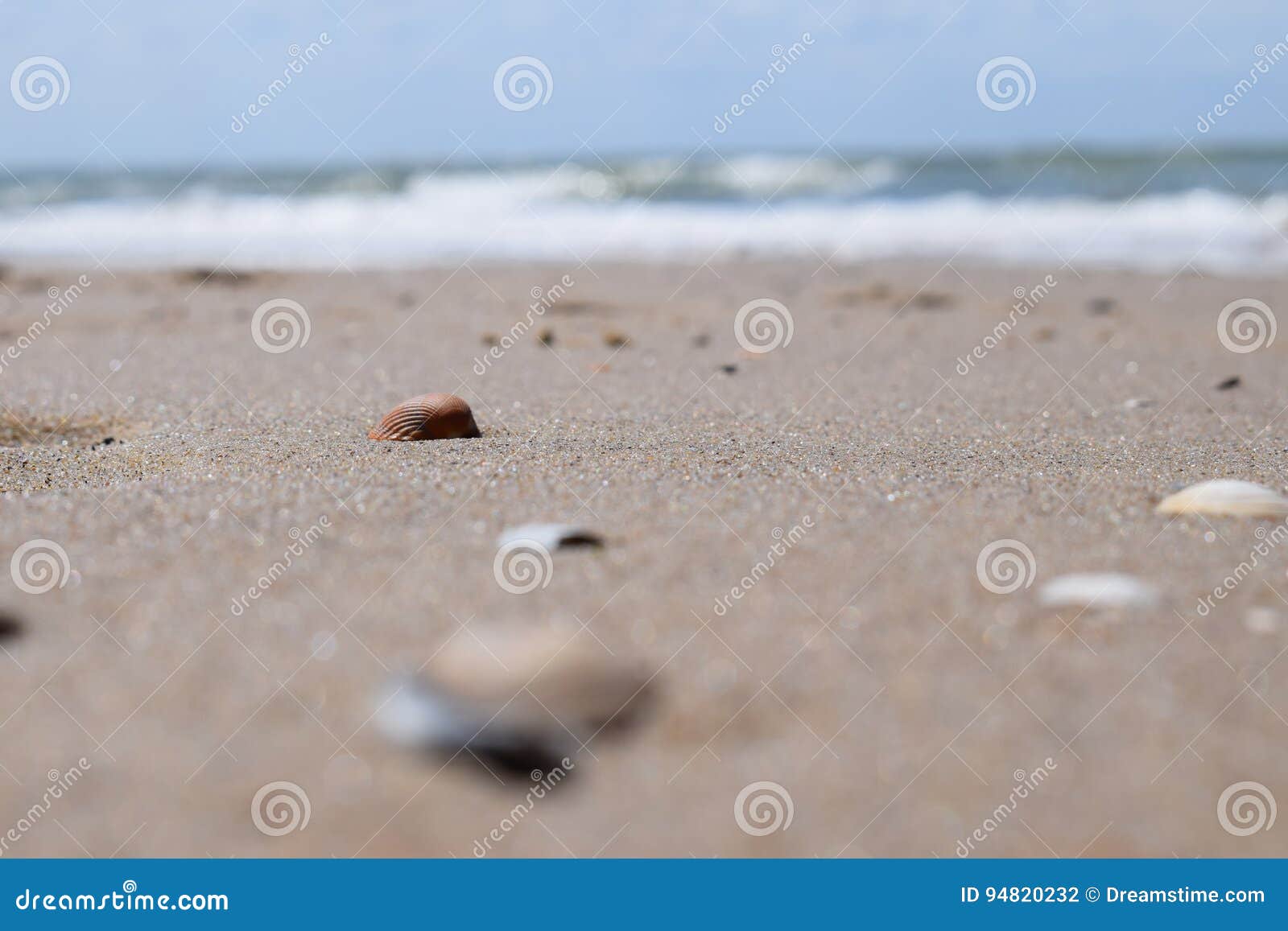 Shells on the beach stock photo. Image of beauty, shells - 94820232