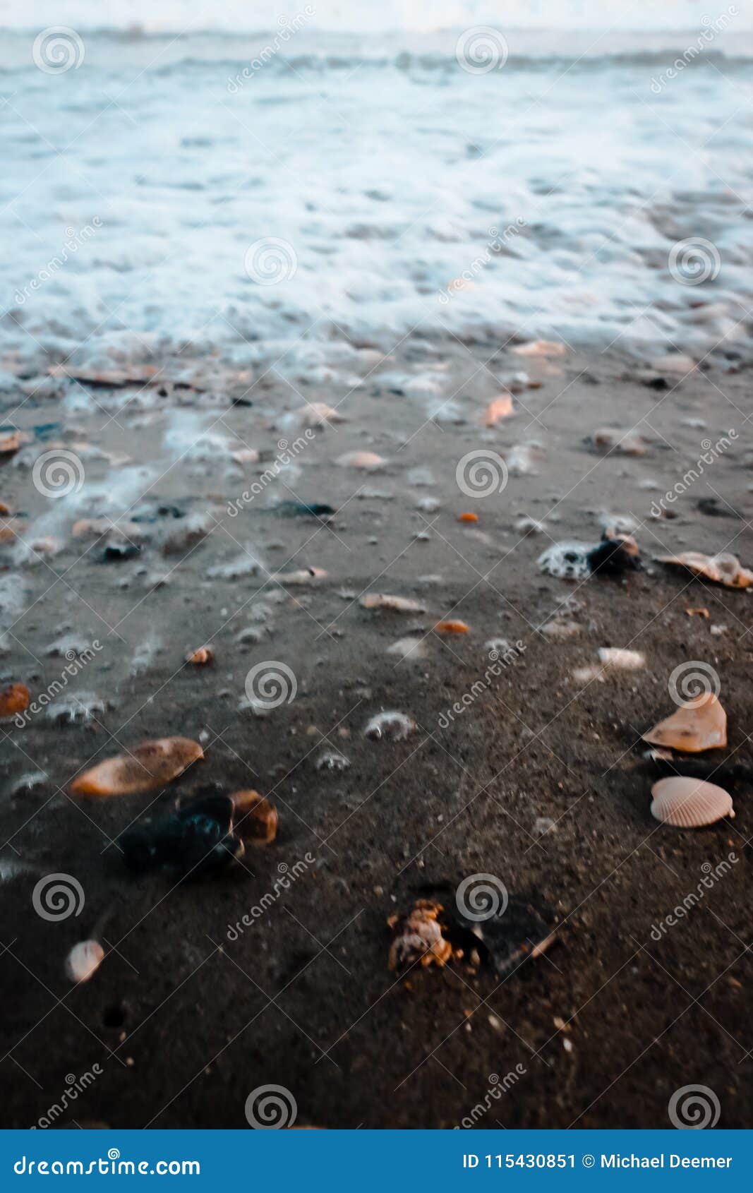Shells Being Pulled Back Out To Sea Stock Image - Image of dune, back ...