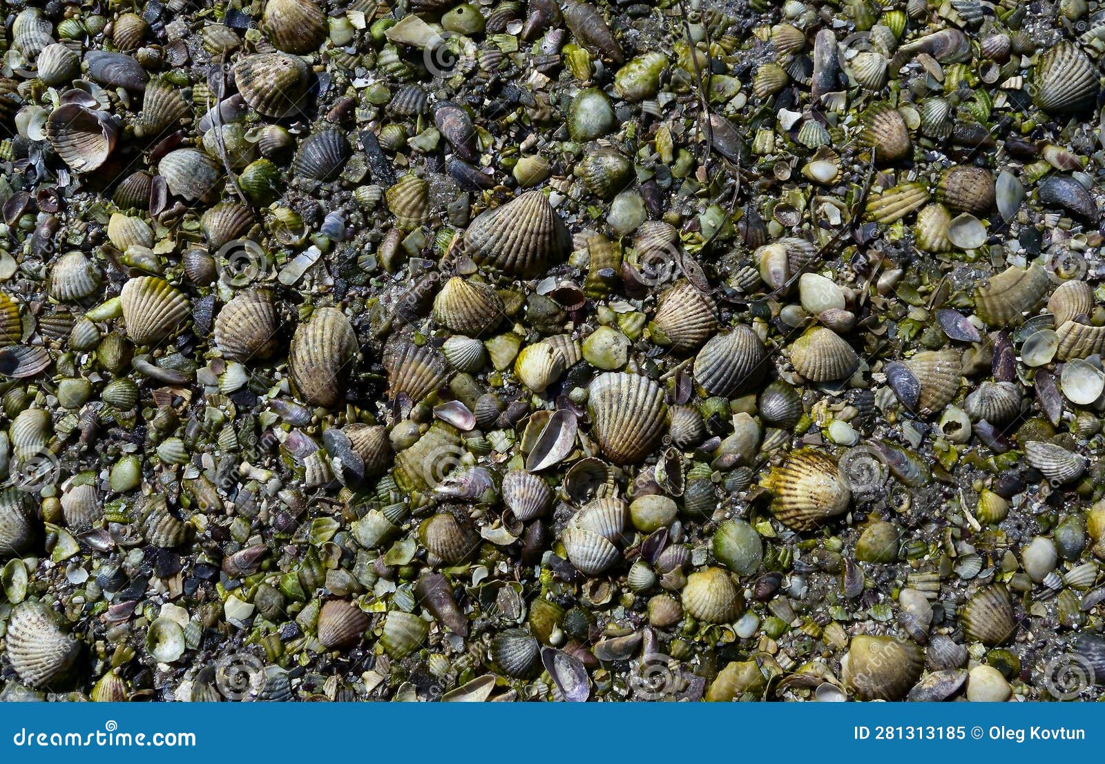 Shells of the Bivalve Mollusk Cerastoderma in the Tidal Zone of the ...