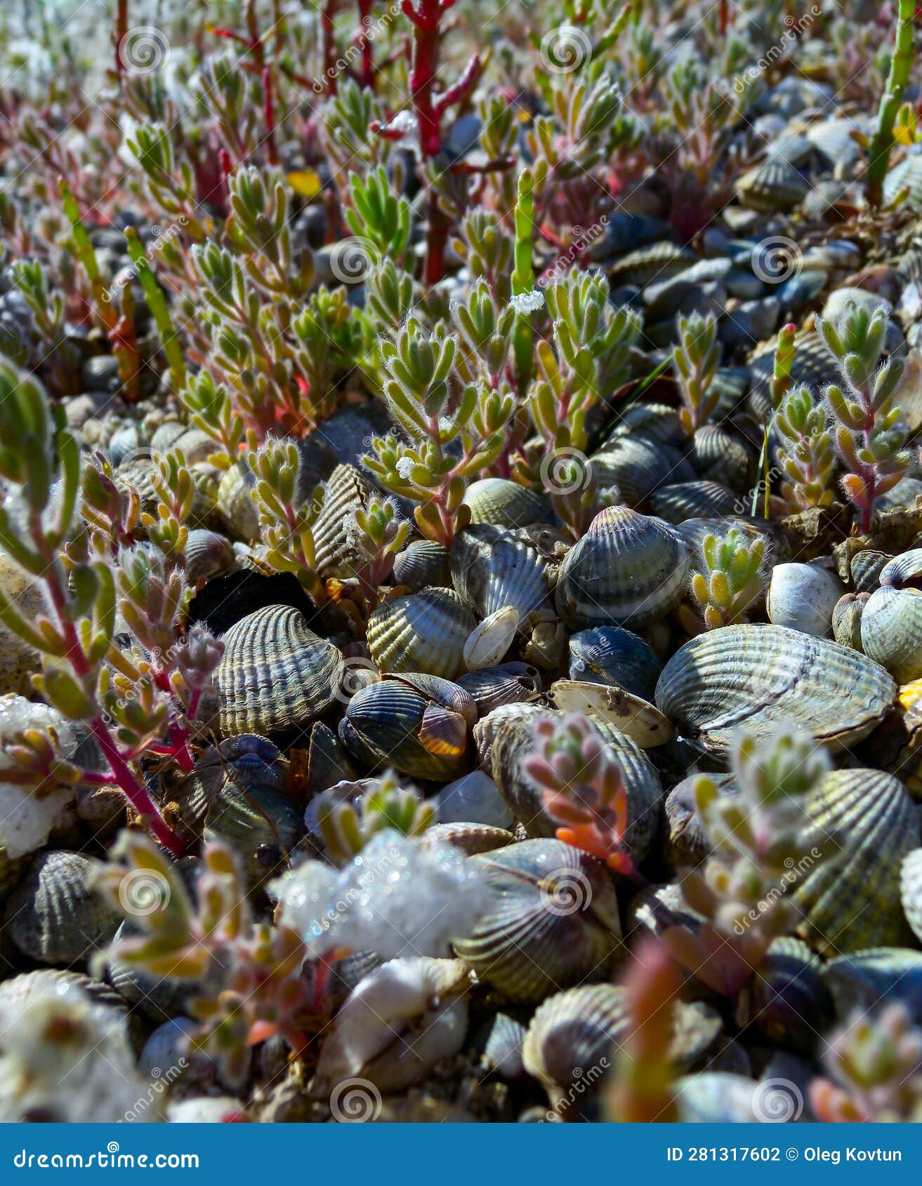 Shells of the Bivalve Mollusk Cerastoderma in the Tidal Zone of the ...