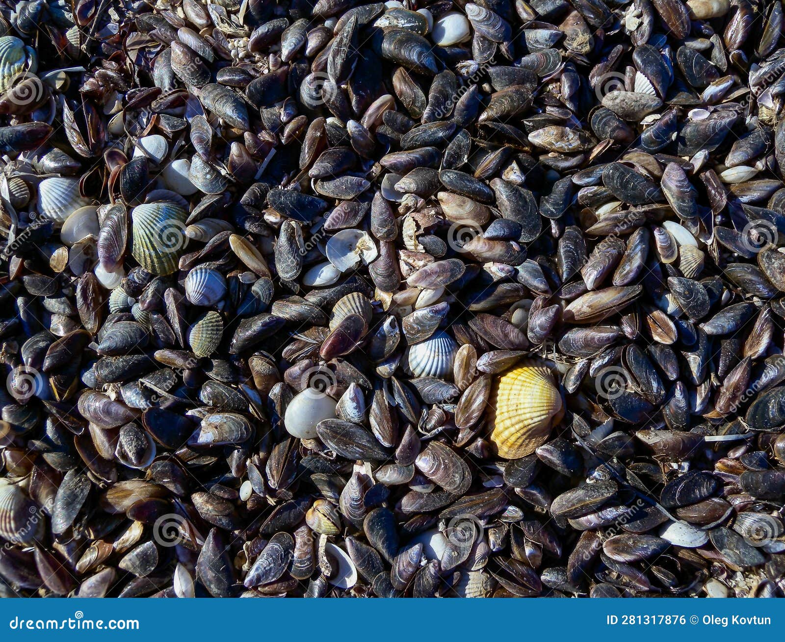 Shells of the Bivalve Mollusk Mytilaster and Cerastoderma in the Tidal ...