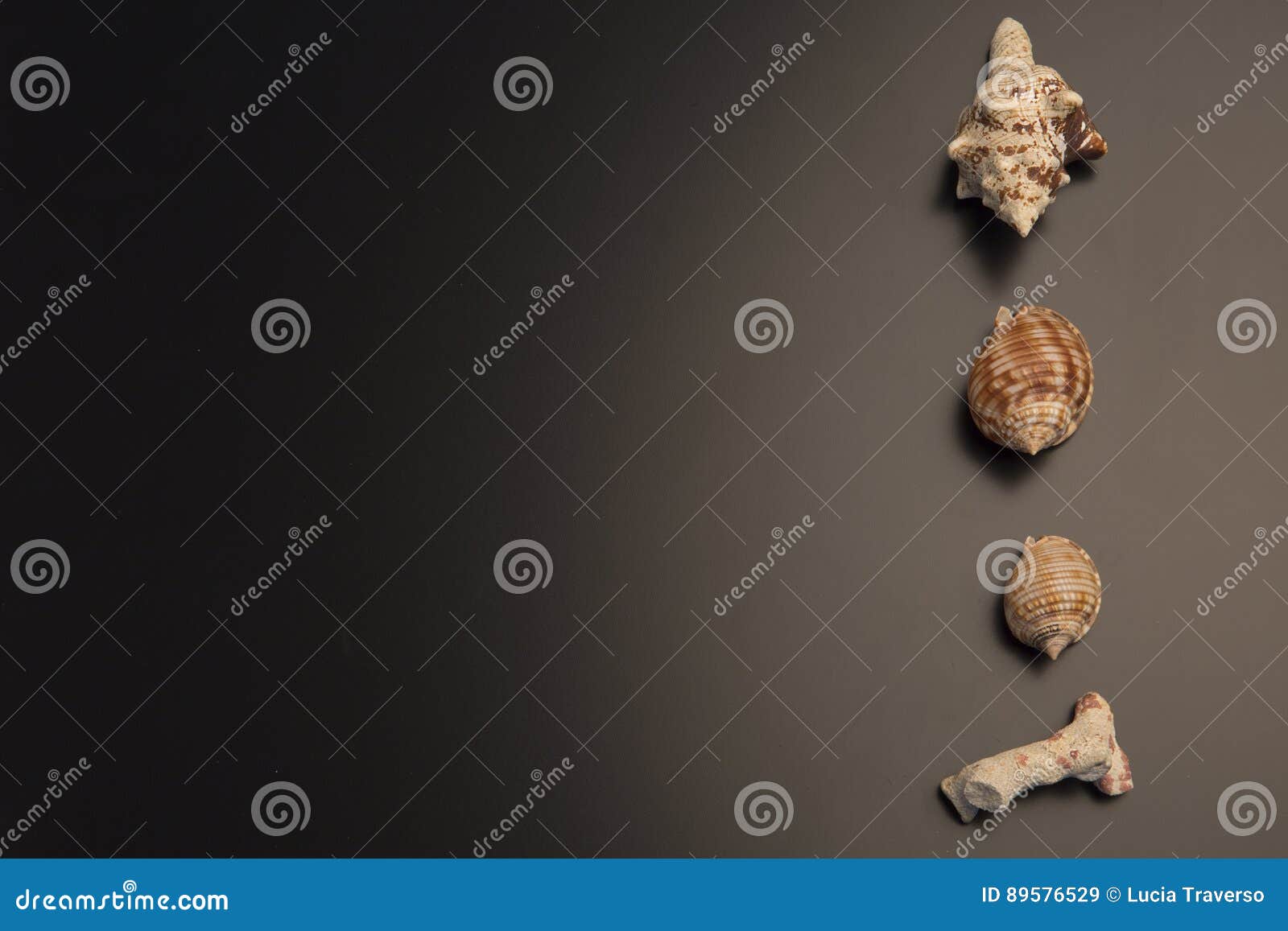 Shells stock image. Image of life, travel, shadows, ocean - 89576529