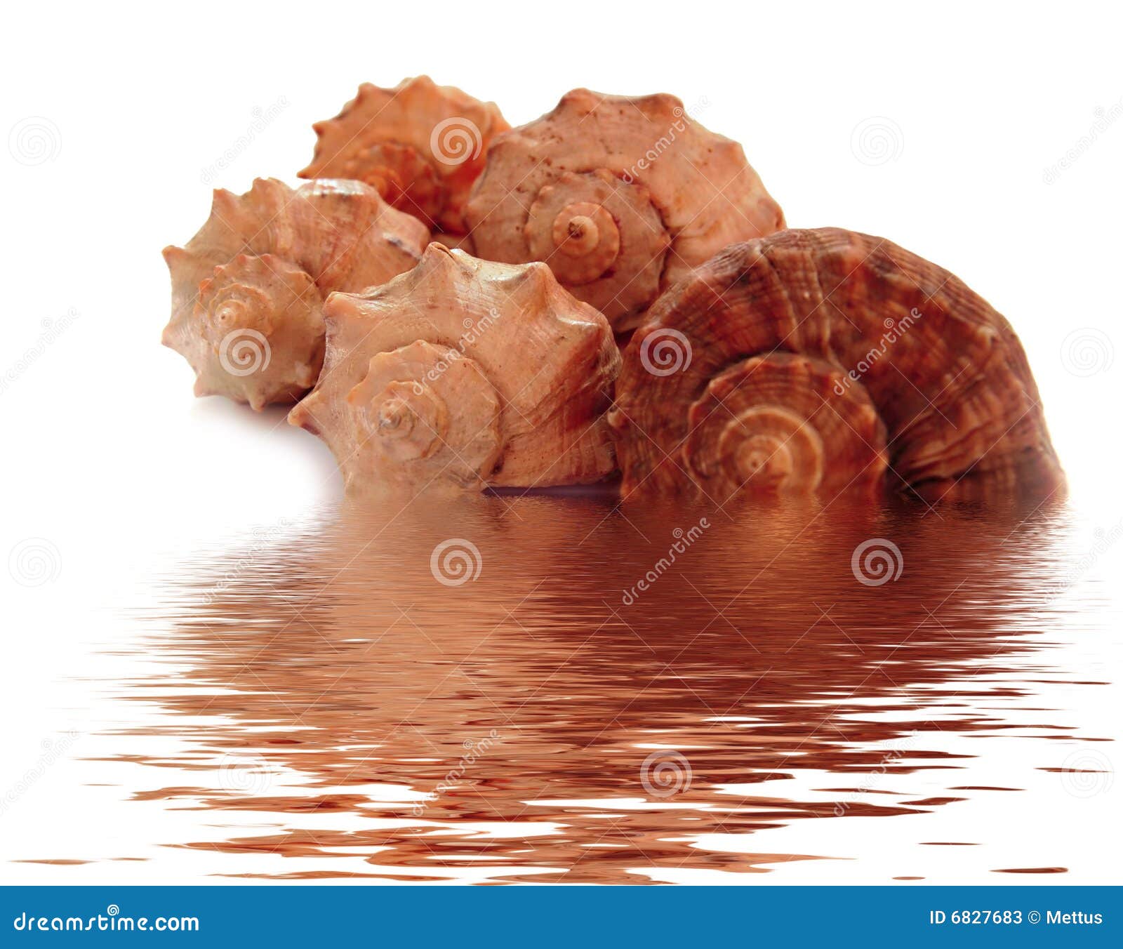 Shells from black sea stock image. Image of resting, close - 6827683