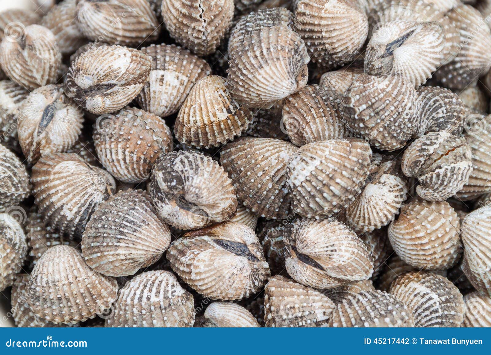Shells Blood Cockle stock photo. Image of mollusc, saltwater - 45217442