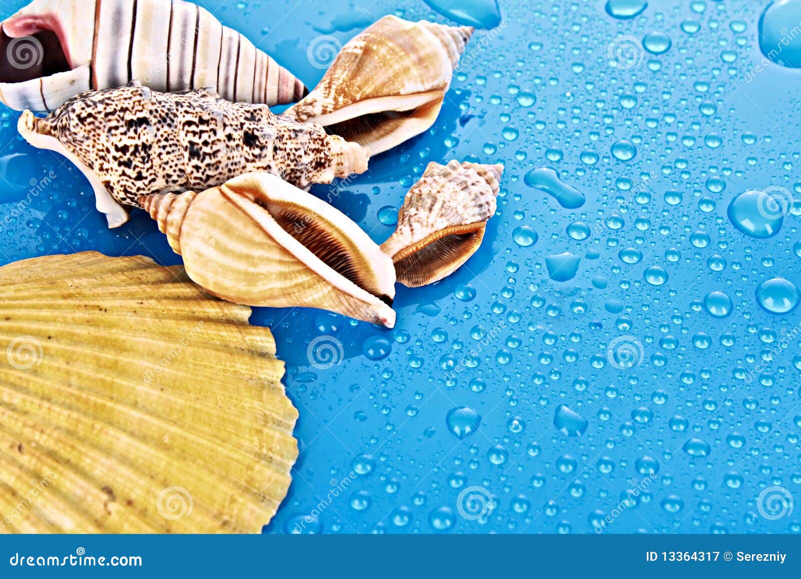 Shells on blue background stock image. Image of mussel - 13364317