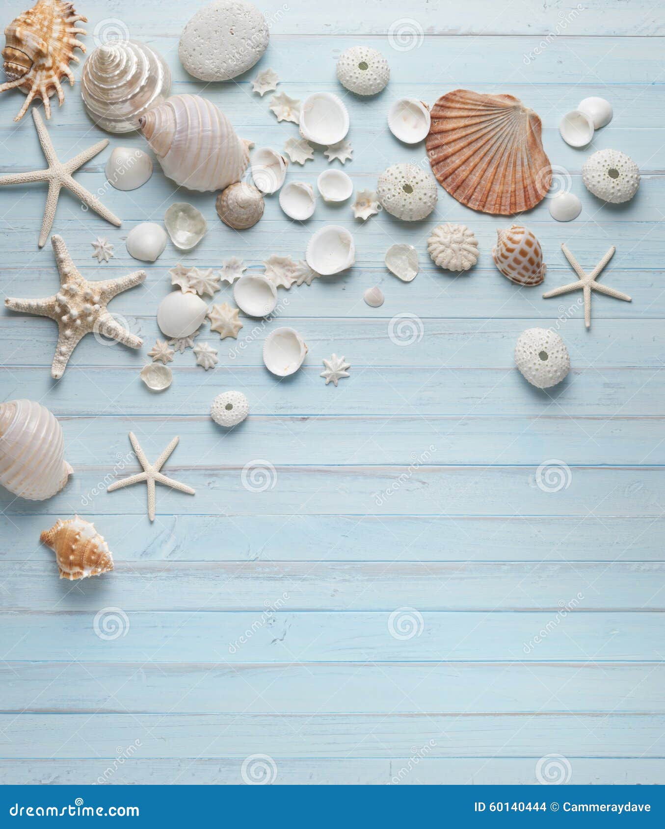 Shells Blue Wood Background Stock Photo - Image of abstract, conceptual ...