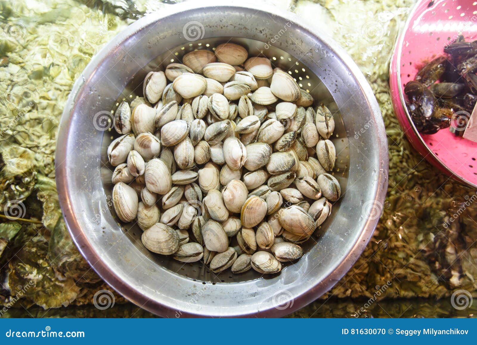The Shells are in the Bowl of Water. Stock Photo - Image of organic ...