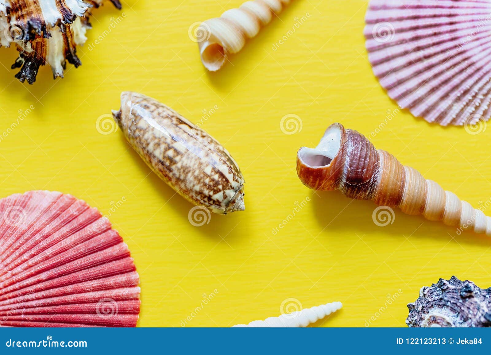 Shells on Bright Yellow. Beautiful Summer Background. Flat Lay. Texture ...