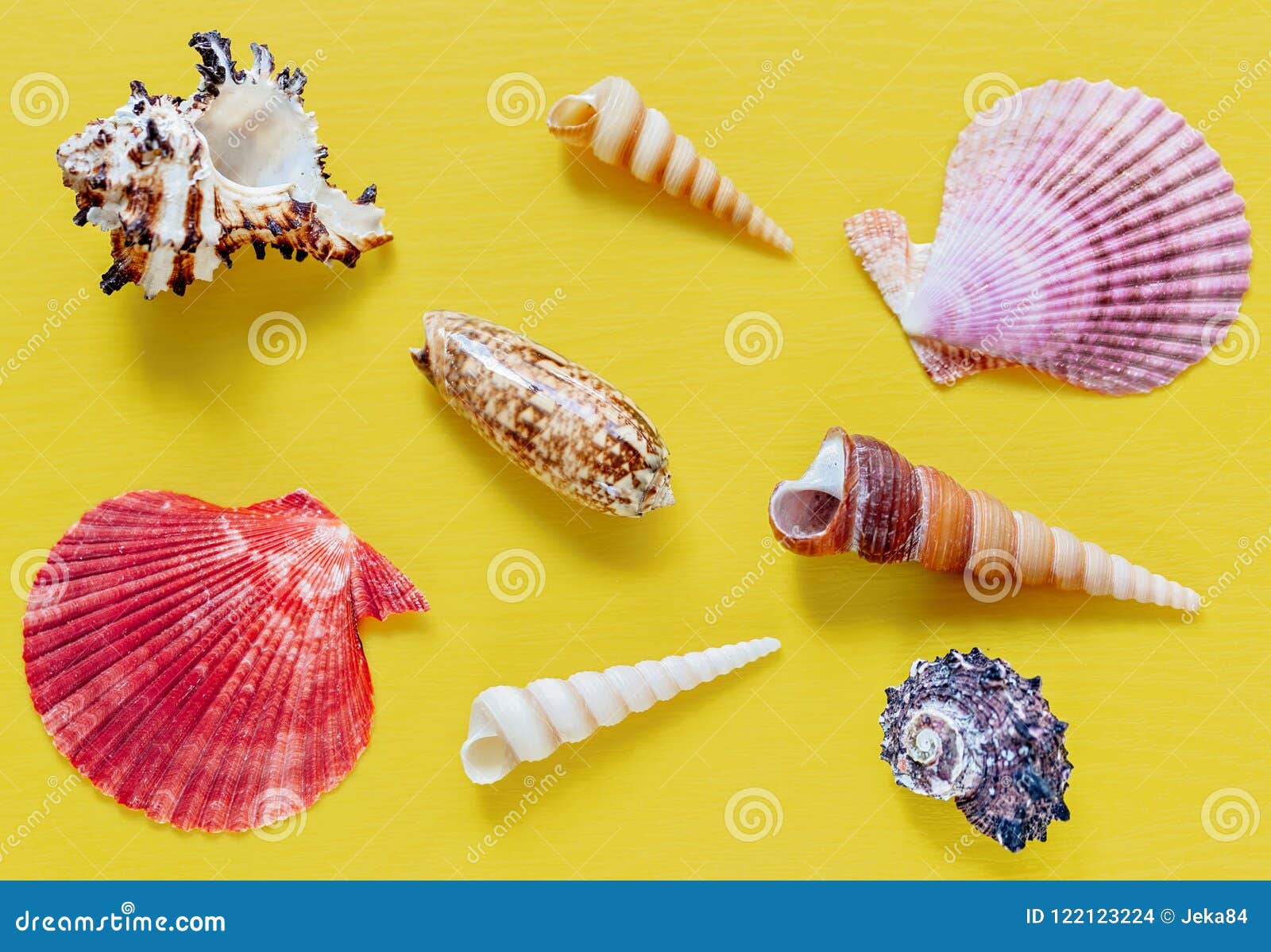 Shells on Bright Yellow. Beautiful Summer Background. Flat Lay. Texture ...