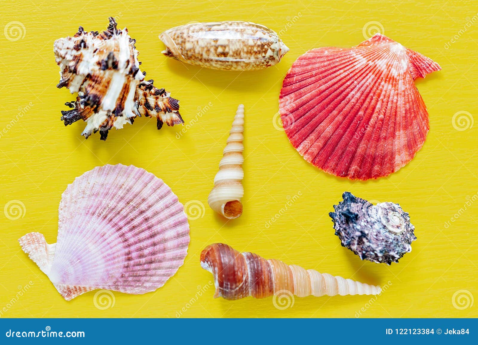 Shells on Bright Yellow. Beautiful Summer Background. Flat Lay. Texture ...