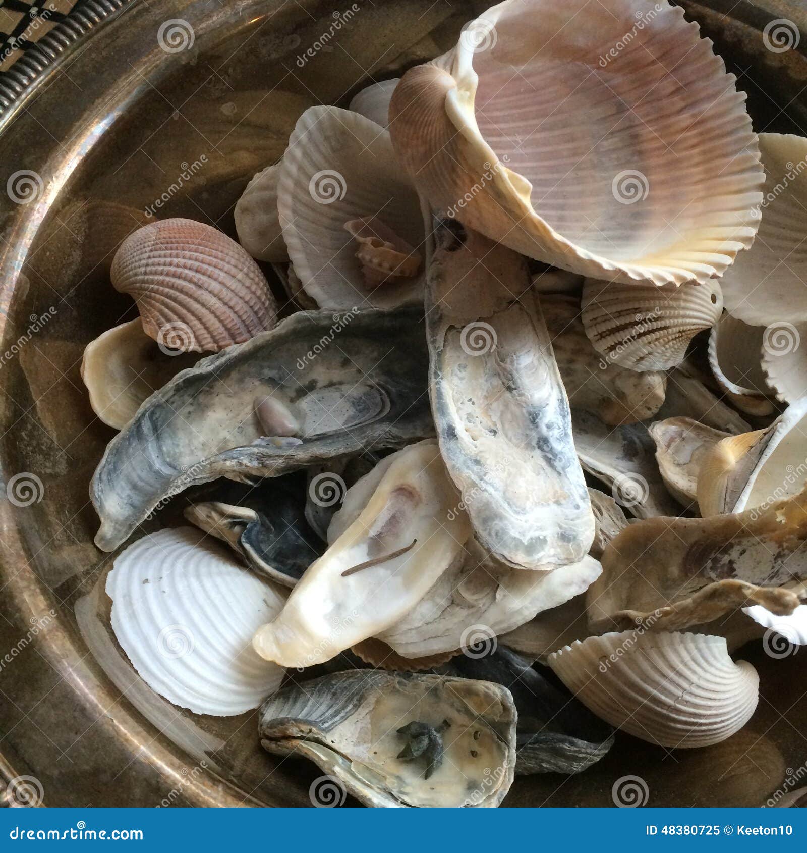 Shells editorial image. Image of coast, collection, seashells - 48380725