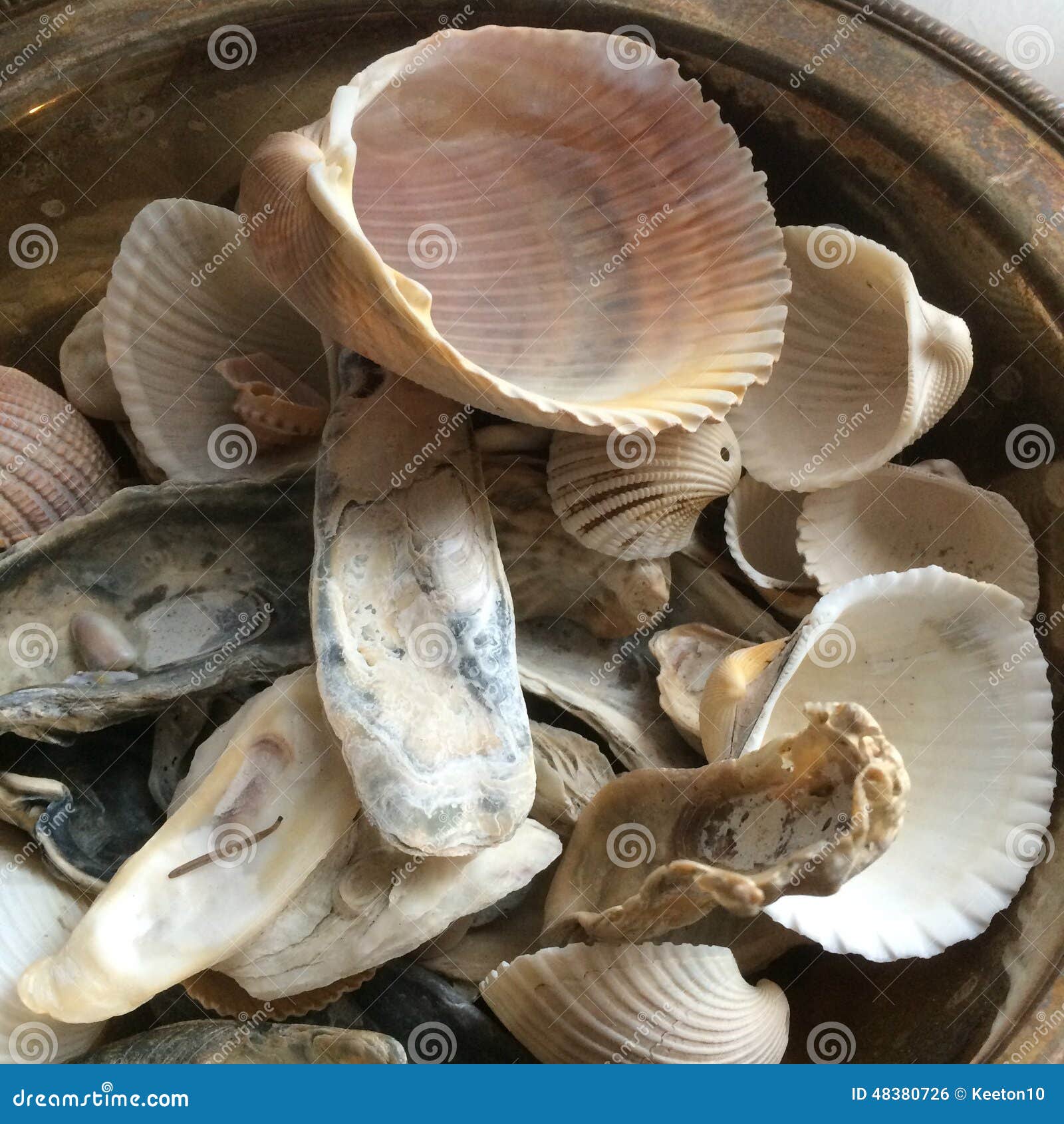 Shells editorial photo. Image of white, shells, conchology - 48380726