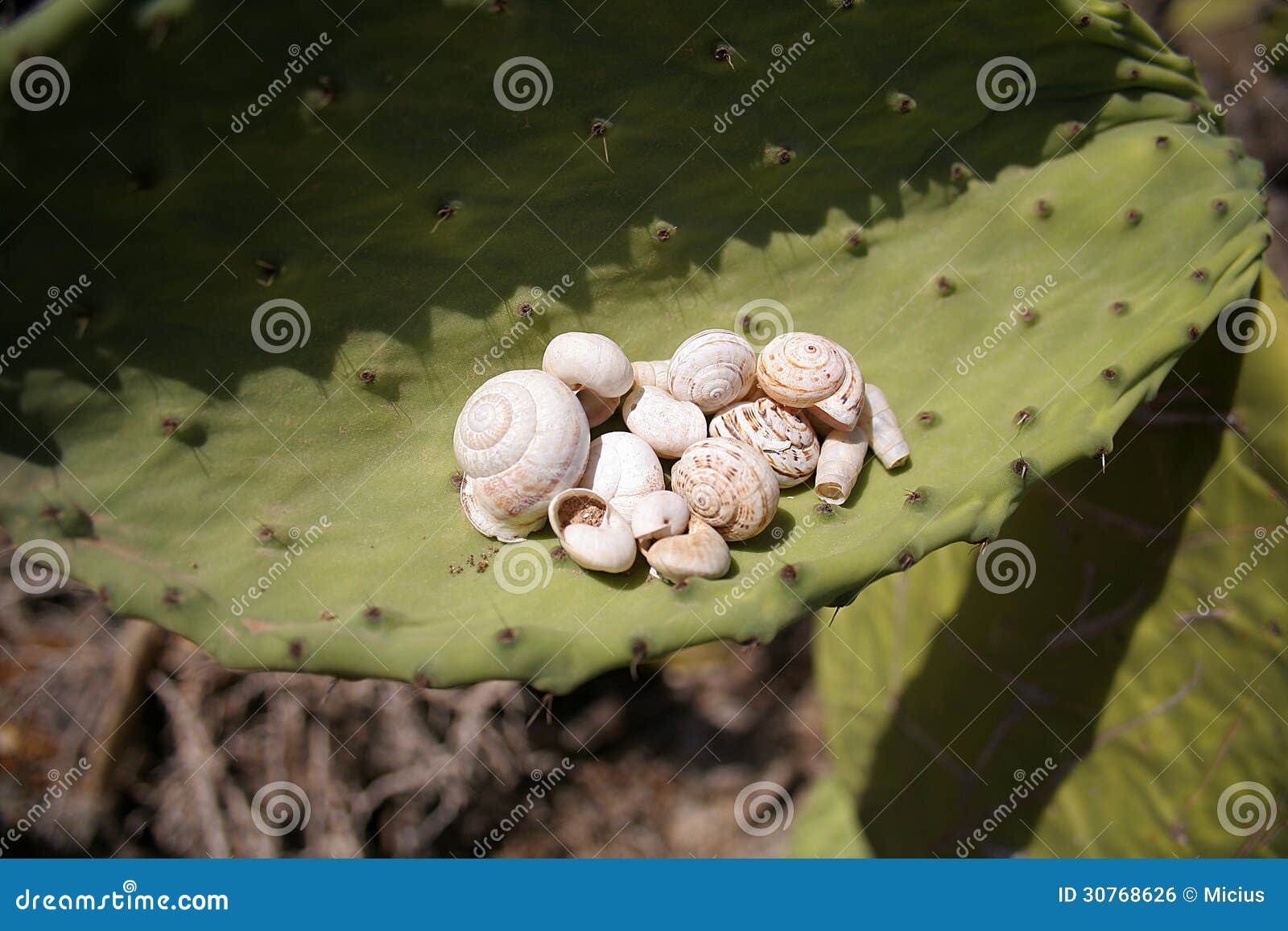 Shells stock photo. Image of spain, marine, green, ocean - 30768626