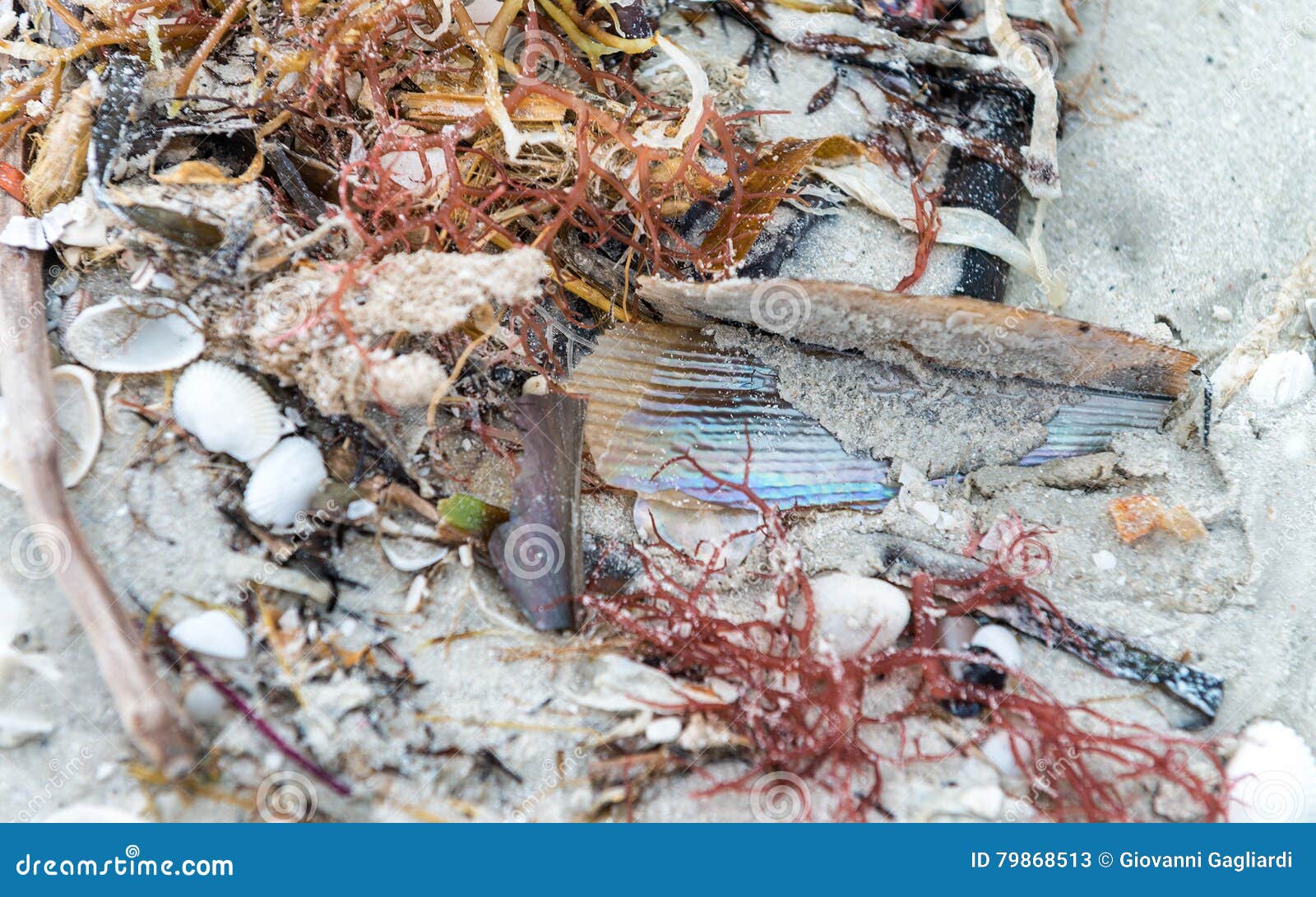 Shells on Captiva Island, Florida Stock Image - Image of ocean ...