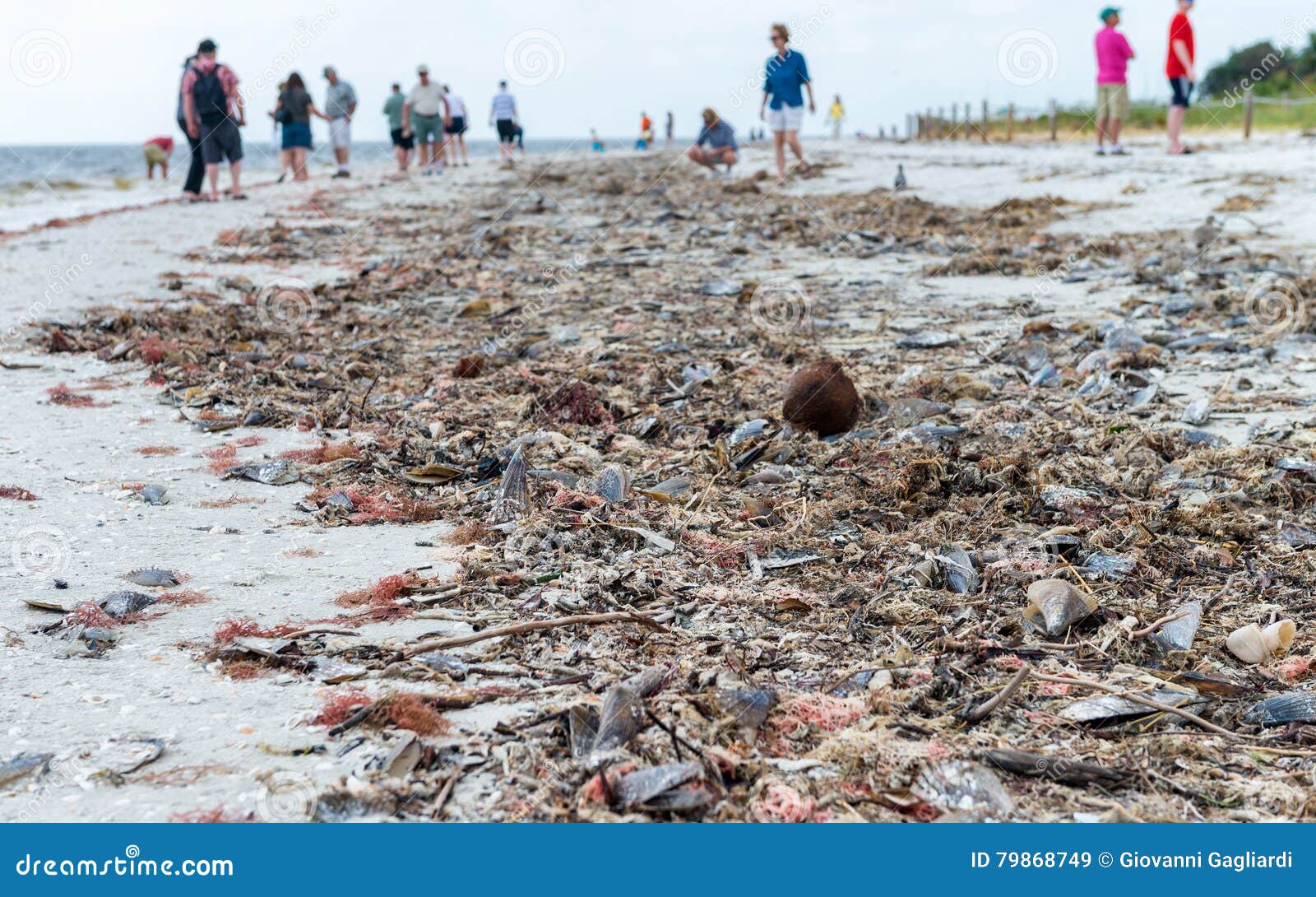 Shells on Captiva Island, Florida Stock Image - Image of seashore ...