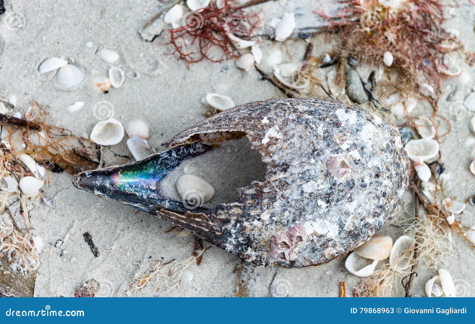 Shells on Captiva Island, Florida Stock Image - Image of summer, ashore ...