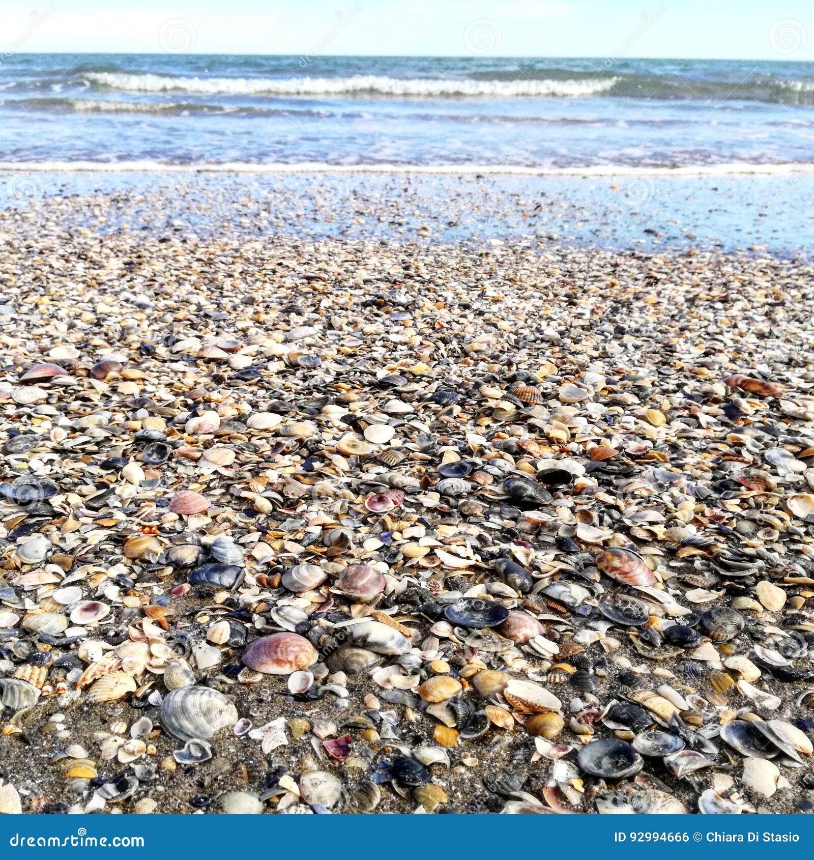 Shells carpet stock photo. Image of adriatic, small, colourful - 92994666