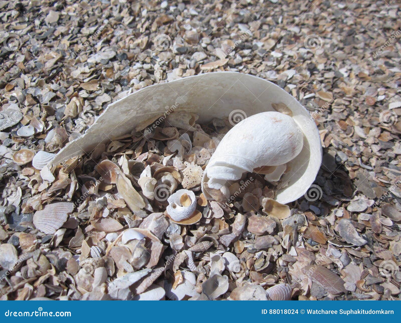 Shells cemetery. stock photo. Image of environment, amazing - 88018024