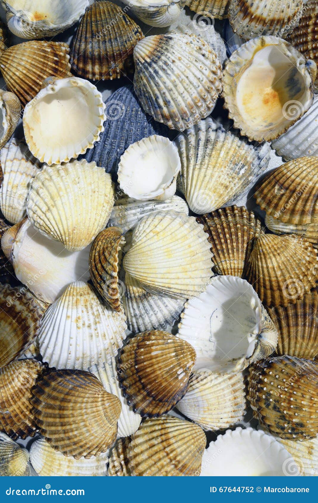 Shells Cerastoderma stock photo. Image of concept, close - 67644752