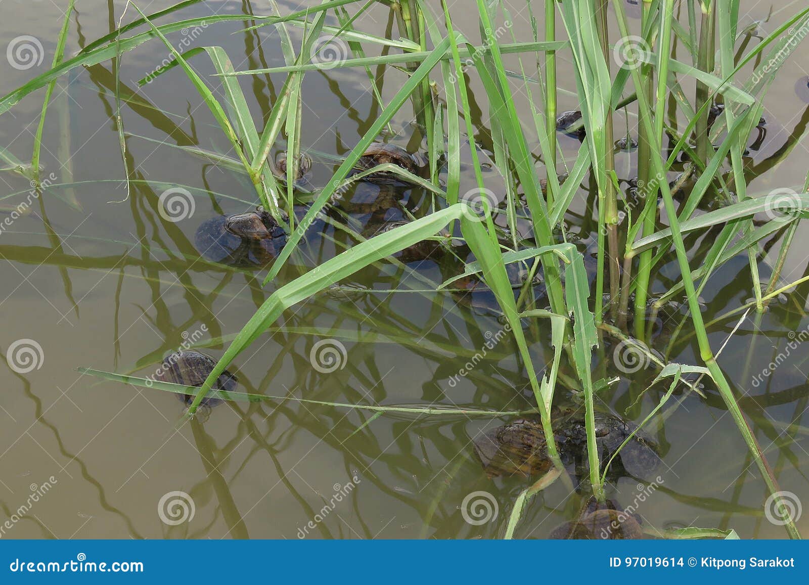 Shells, Cherries in Water-Cherry Shells Stock Photo - Image of green ...