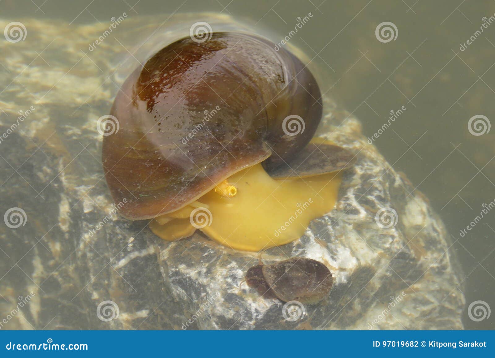 Egg Shells Cherries In Rice Farm Nature, Snail Pink Eggs Or Pomacea ...