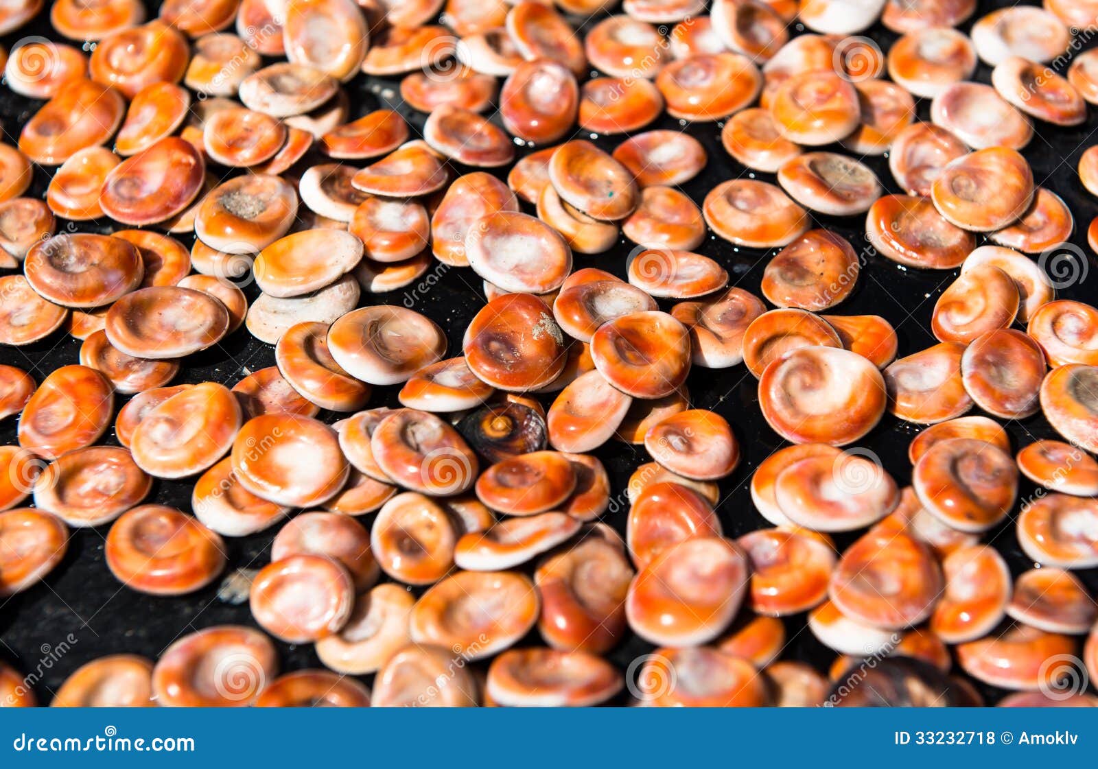 Shells stock photo. Image of gourmet, ocean, market, delicious - 33232718