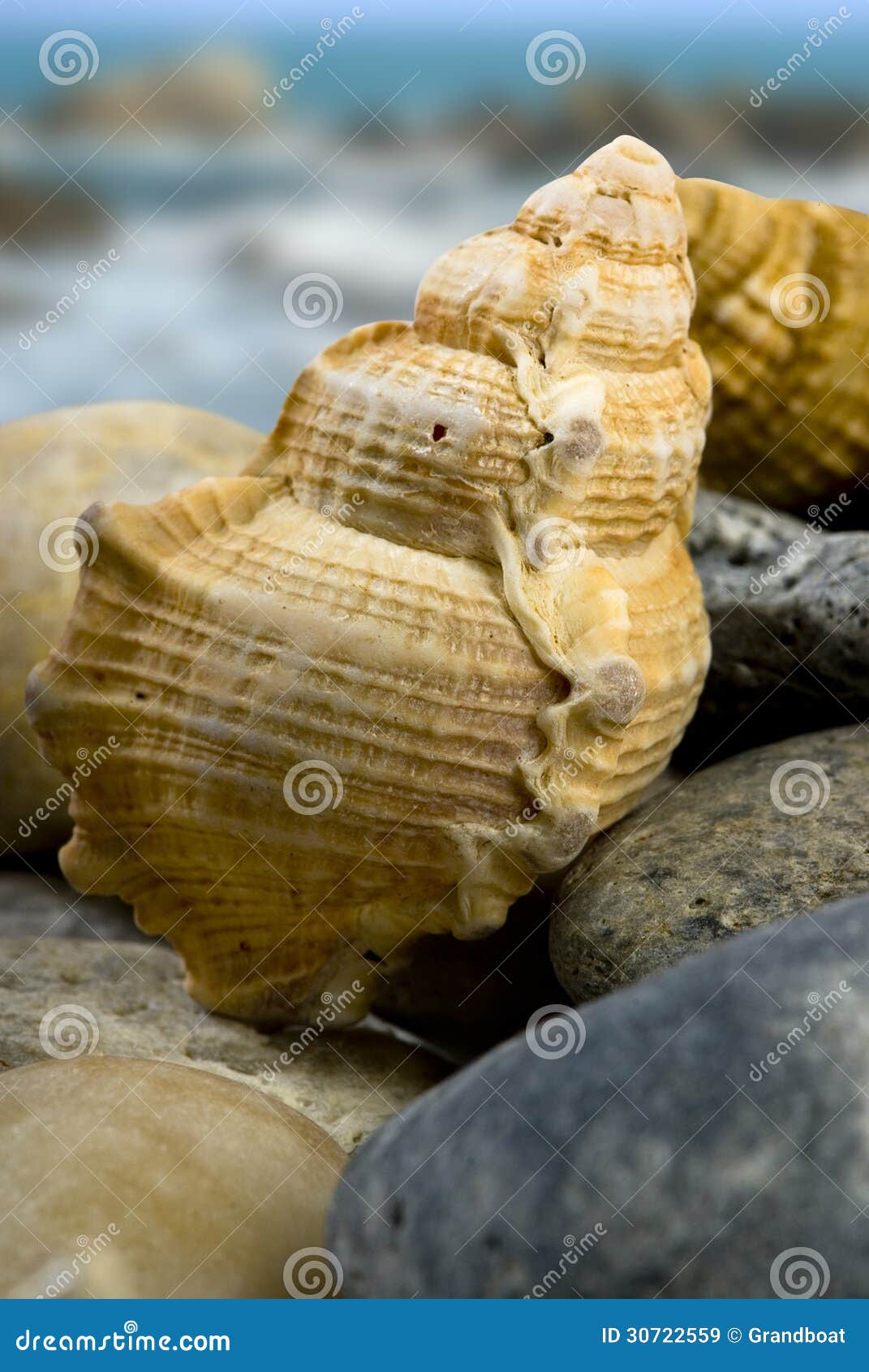 Shells in close-up. stock image. Image of sanya, china - 30722559