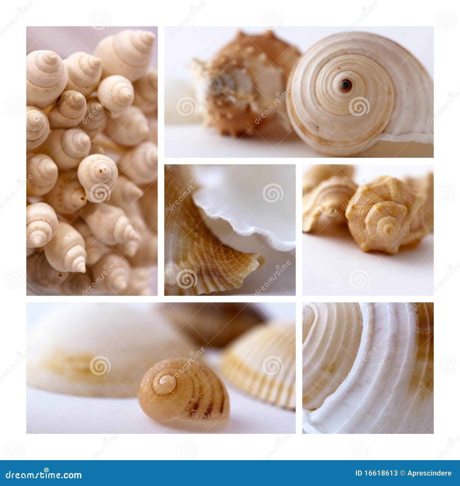 Shells collage stock image. Image of ecology, symbol - 16618613