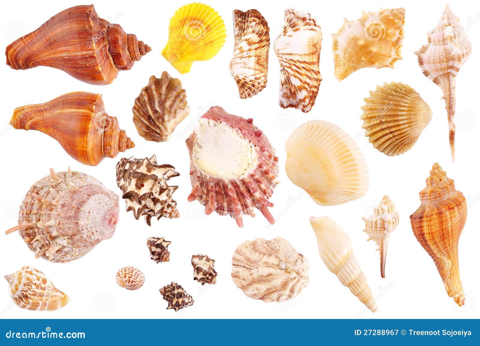 Shells collection stock image. Image of mollusk, beauty - 27288967
