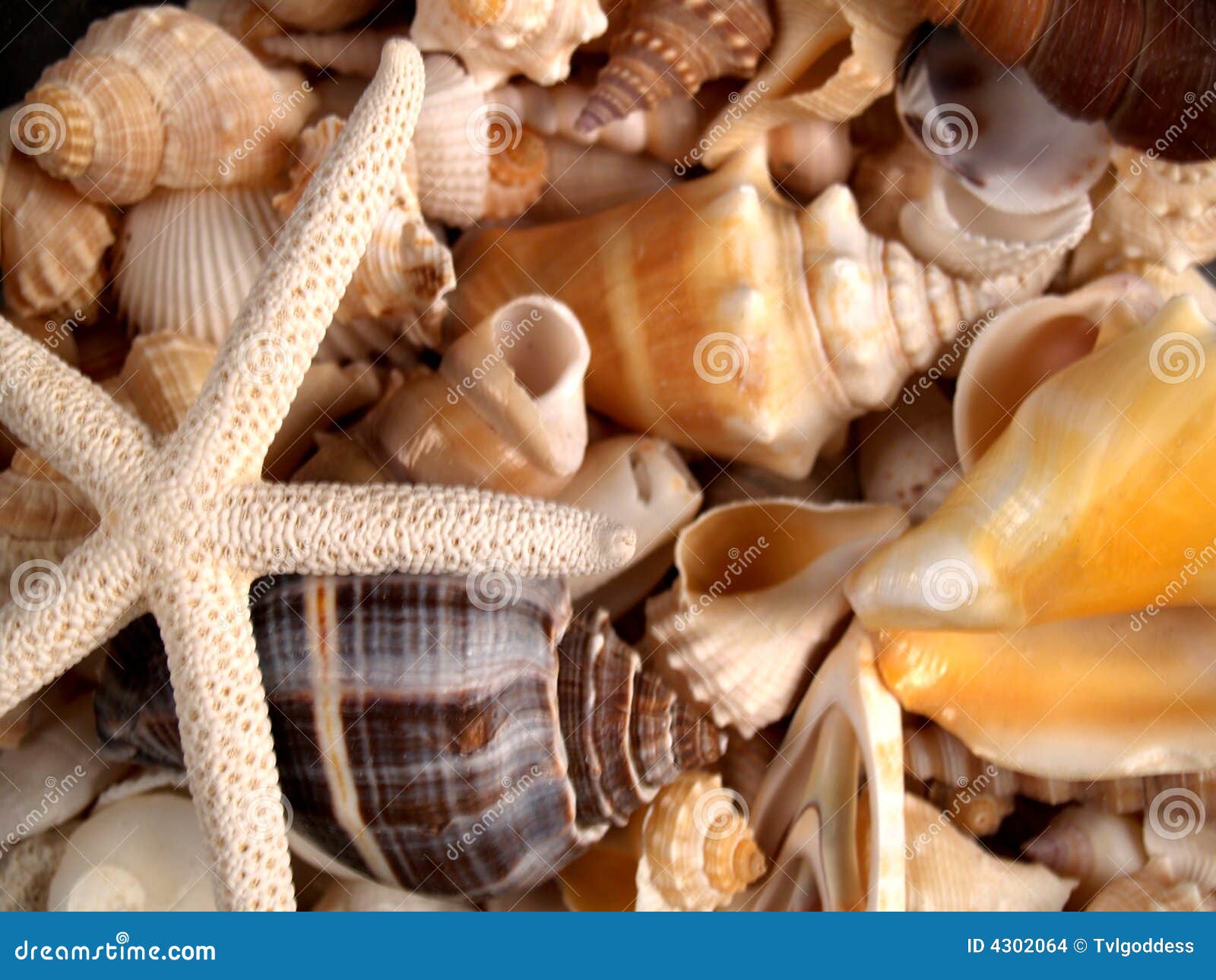 Shells Collection stock photo. Image of shell, starfish - 4302064