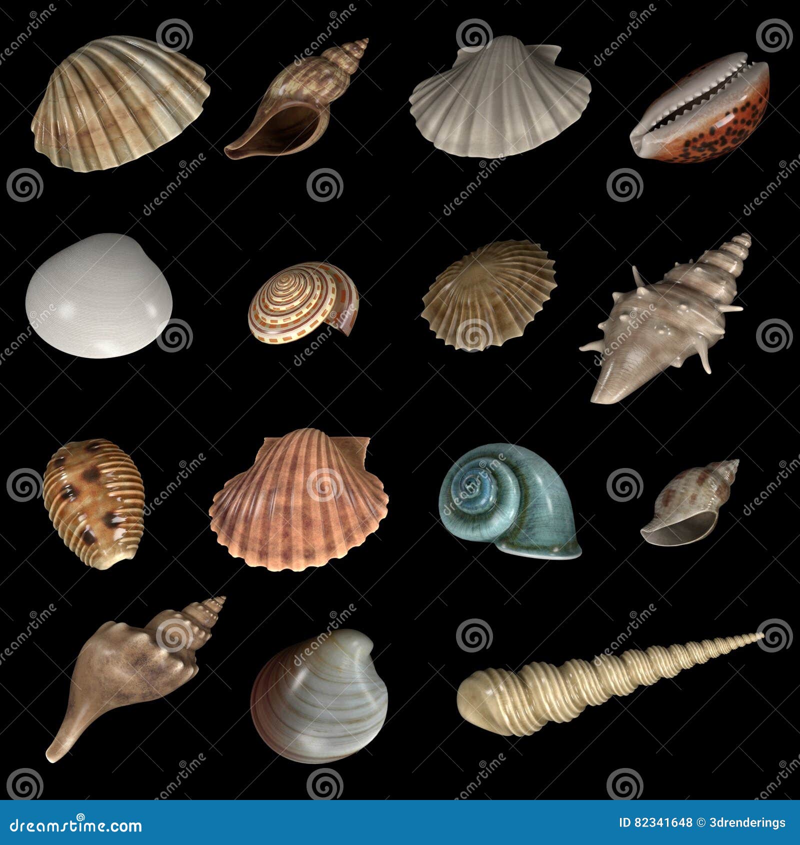 Shells collection stock illustration. Illustration of pecten - 82341648