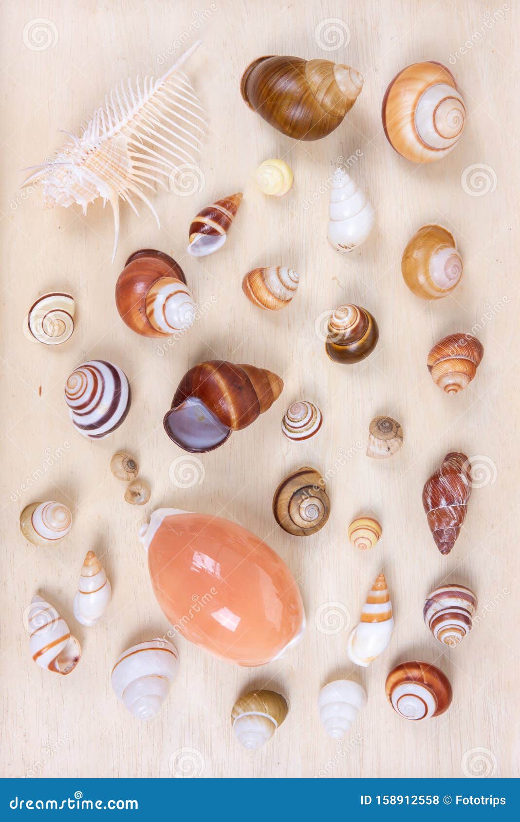 Shells Collection : Set Of Various Mollusk Shells On Wood Tray ...