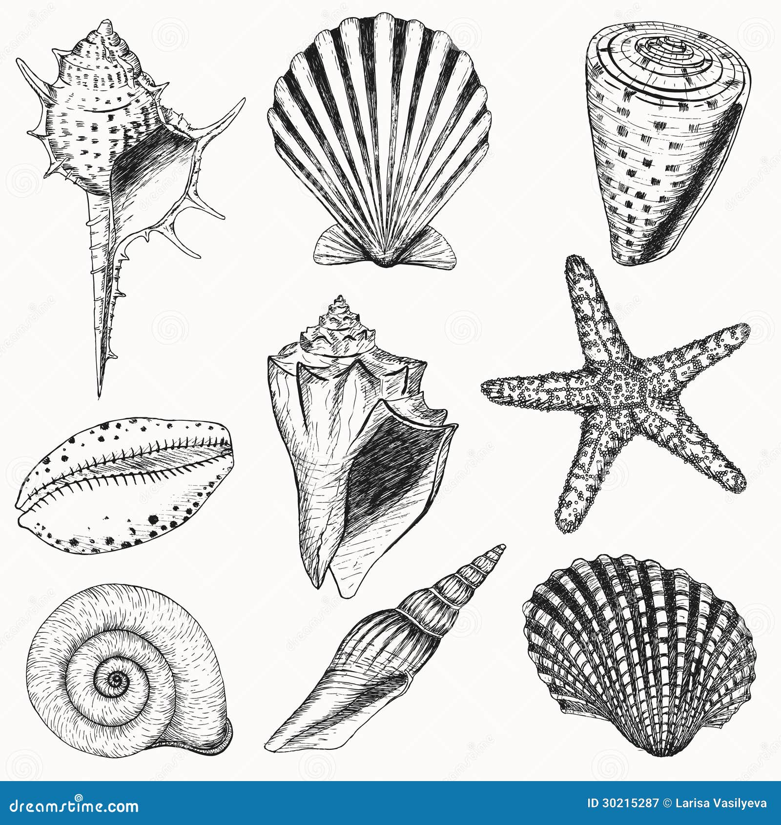 Shell set stock vector. Illustration of exotic, element - 30215287