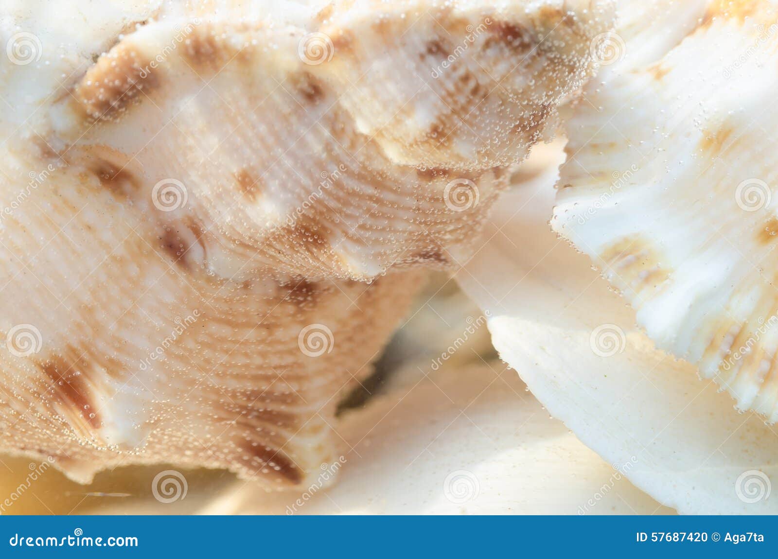 Shells Composition in Aquarium Stock Photo - Image of composition ...