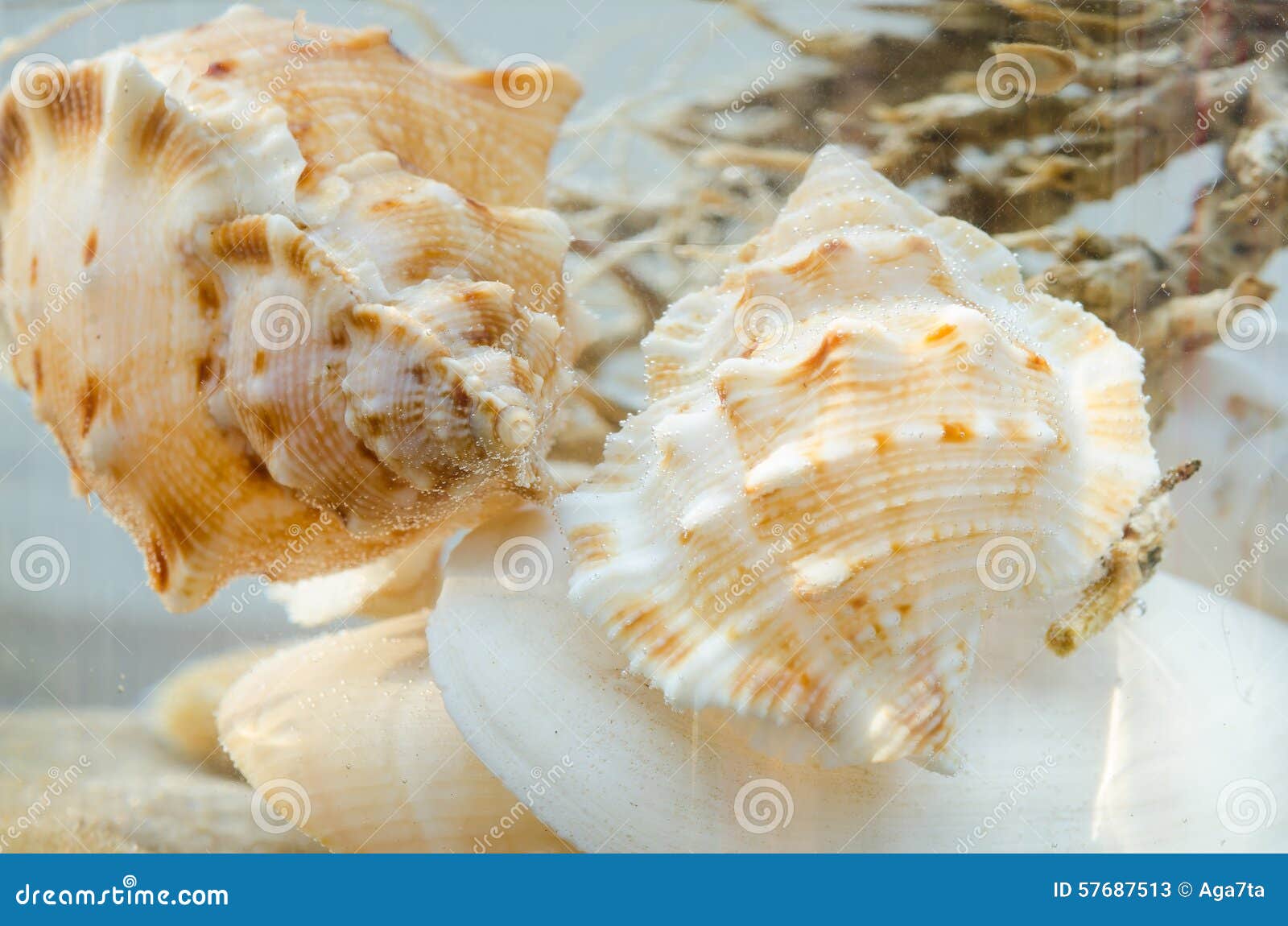 Shells Composition in Aquarium Stock Image - Image of focus, selective ...