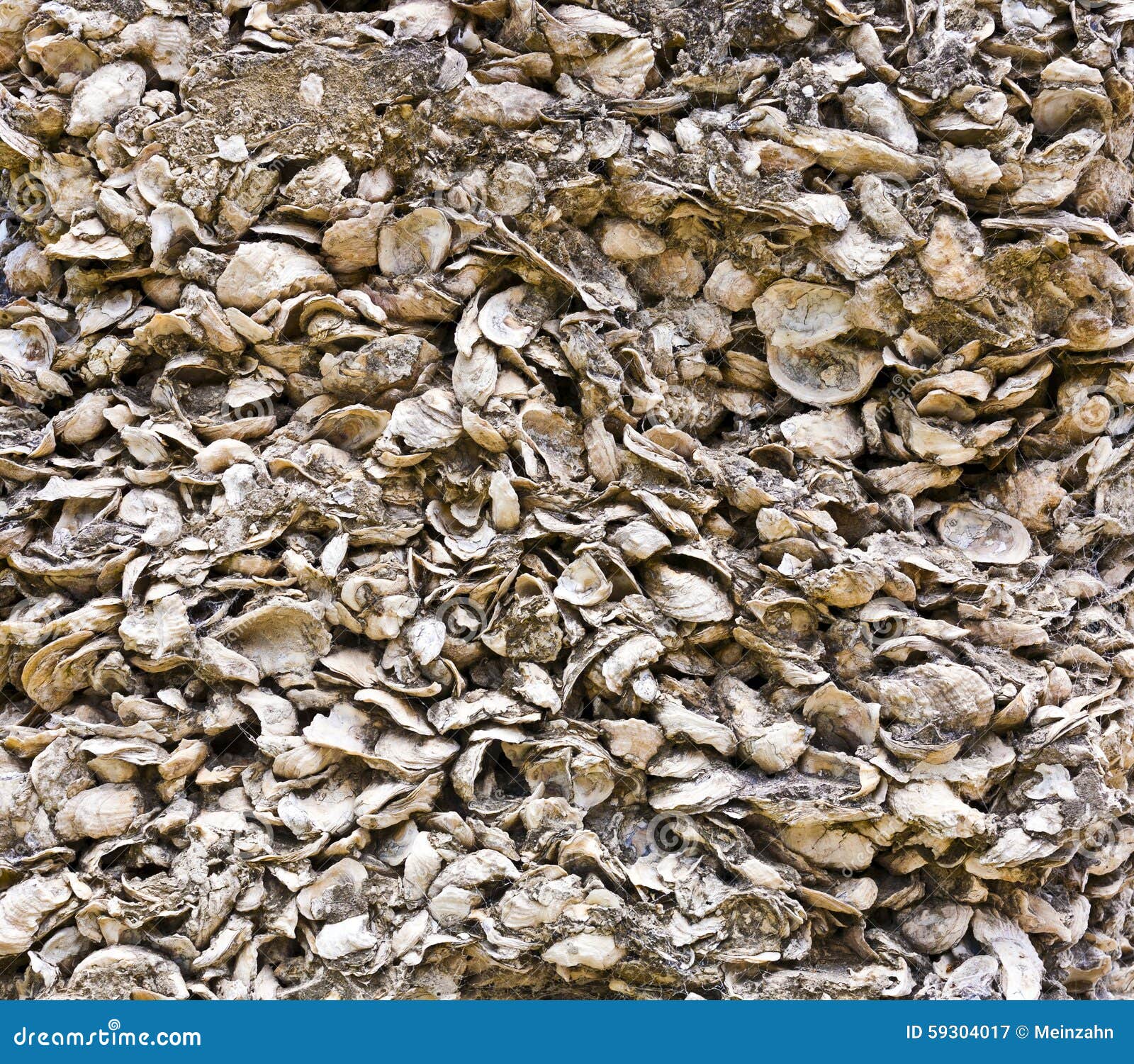 Shells in Concrete As Building Material Stock Image - Image of dead ...