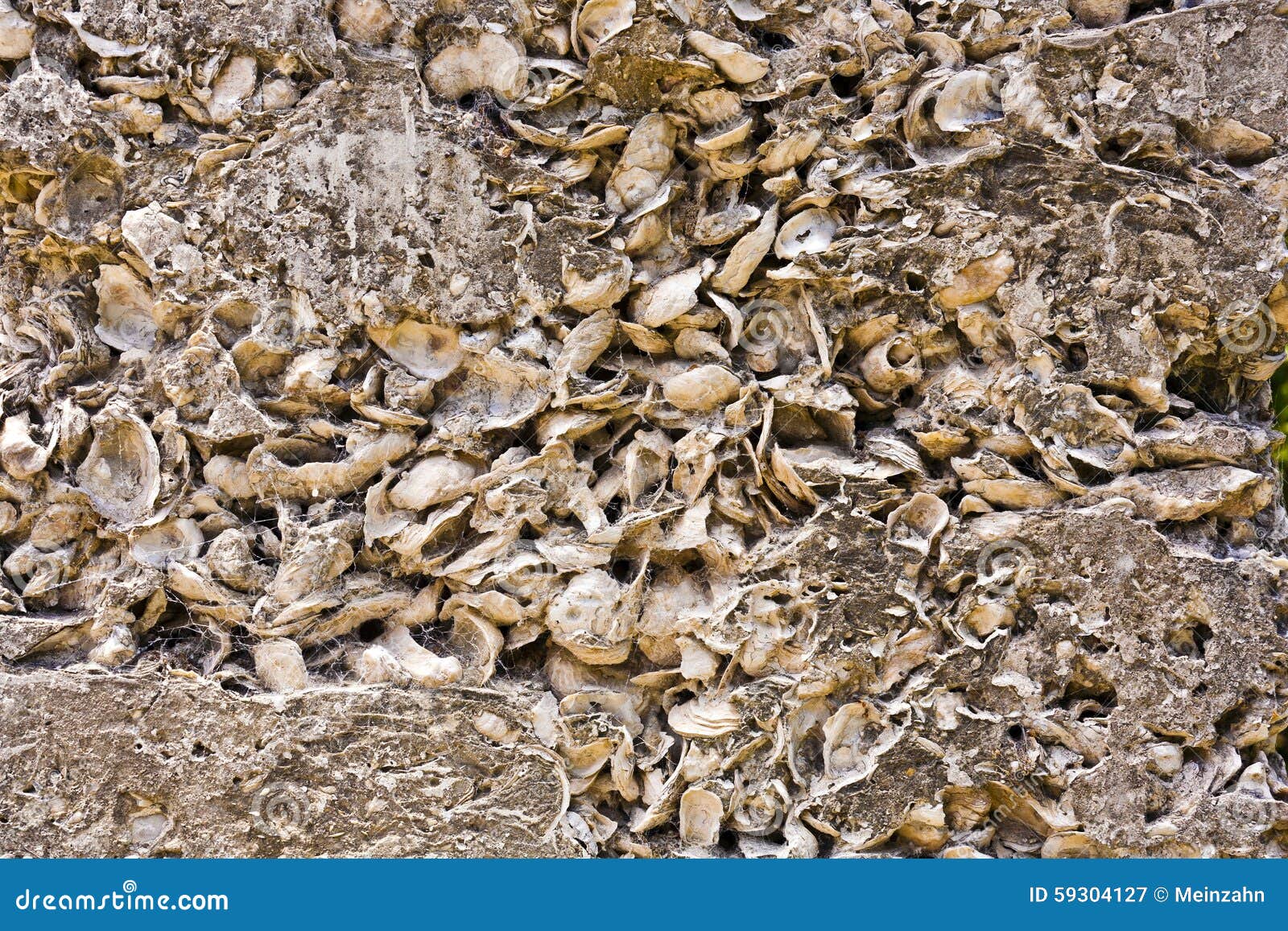 Shells in Concrete As Building Material Stock Image - Image of shell ...
