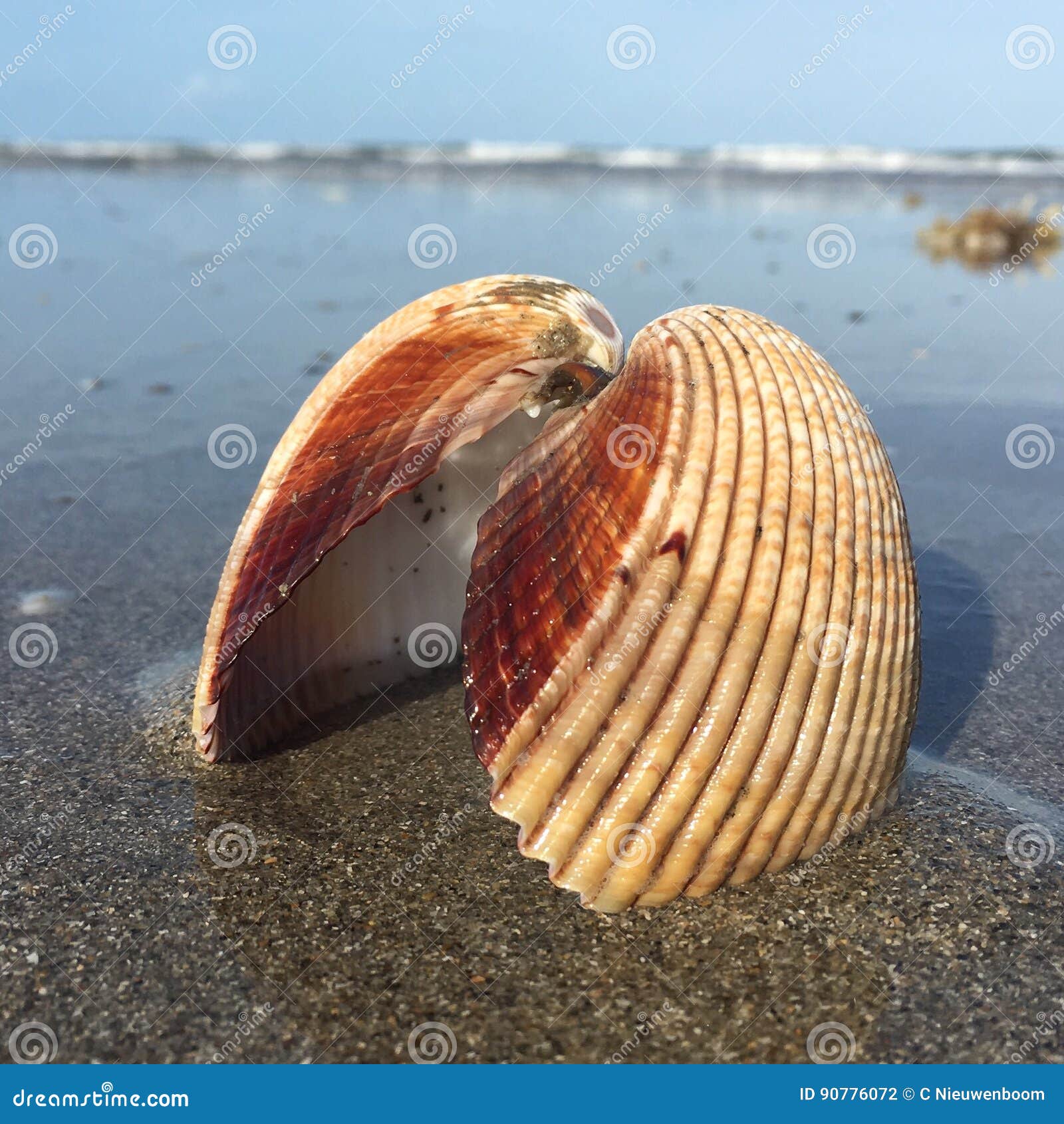 Shells Connected with Each Other, at the Beach. Stock Photo - Image of ...