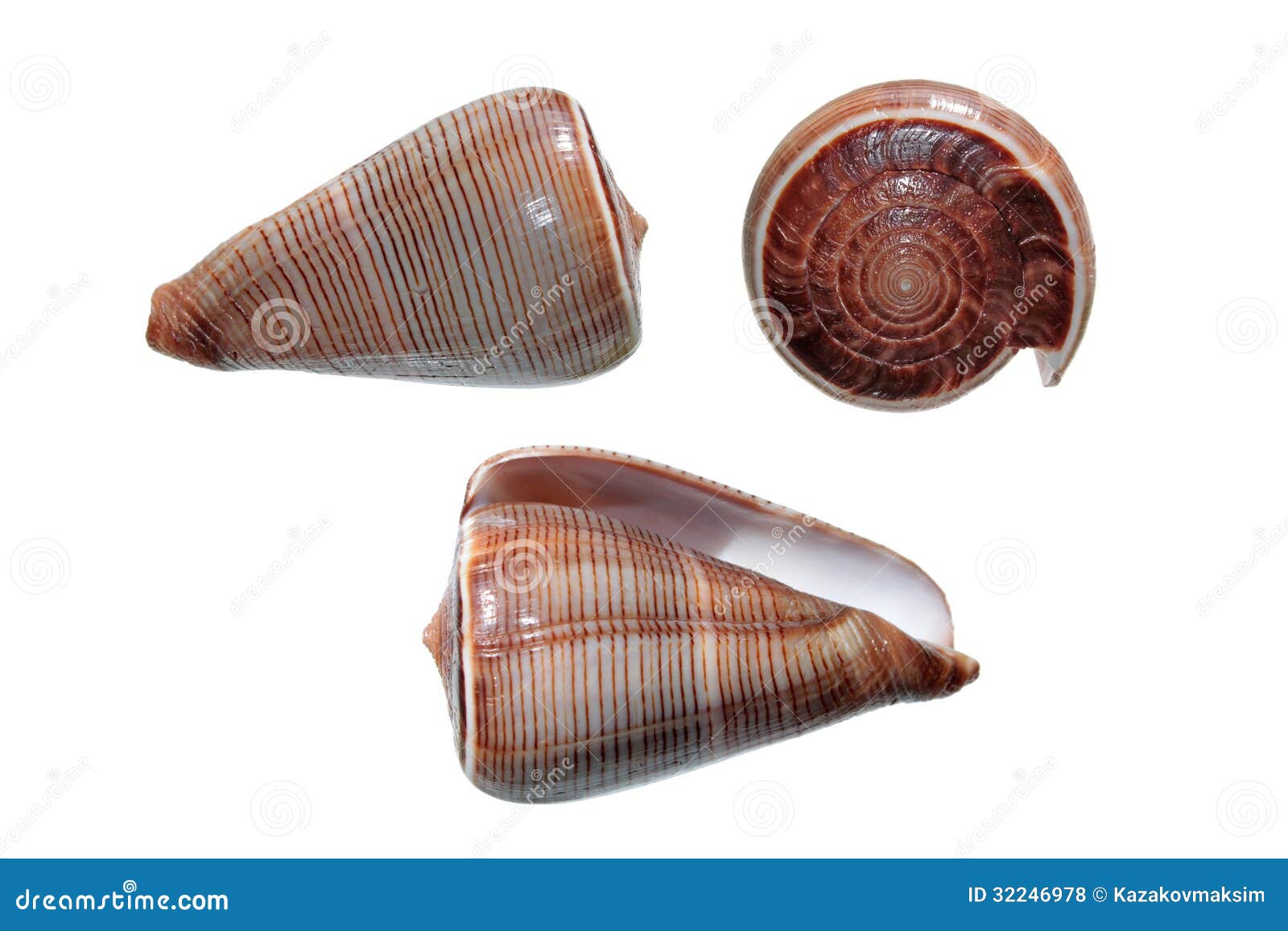 Shells of Conus Figulinus Isolated on White Stock Photo - Image of ...