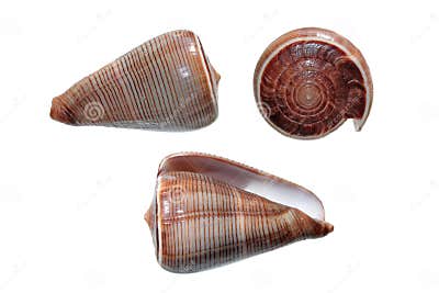Shells of Conus Figulinus Isolated on White Stock Photo - Image of ...