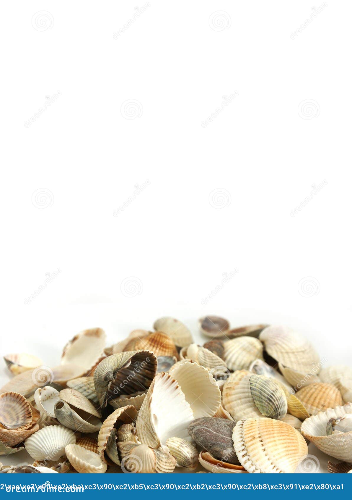 Shells copy-paste stock photo. Image of coast, isolated - 5409264