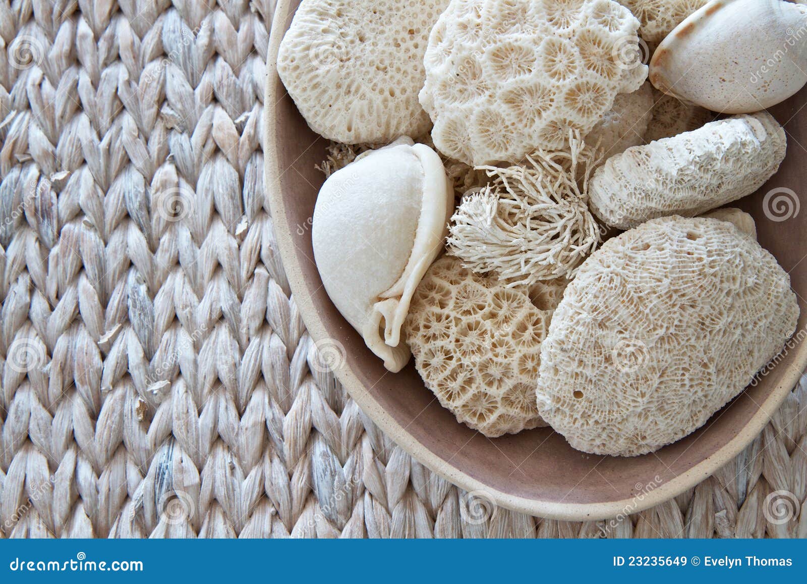 Shells and coral stock image. Image of objects, fossil - 23235649