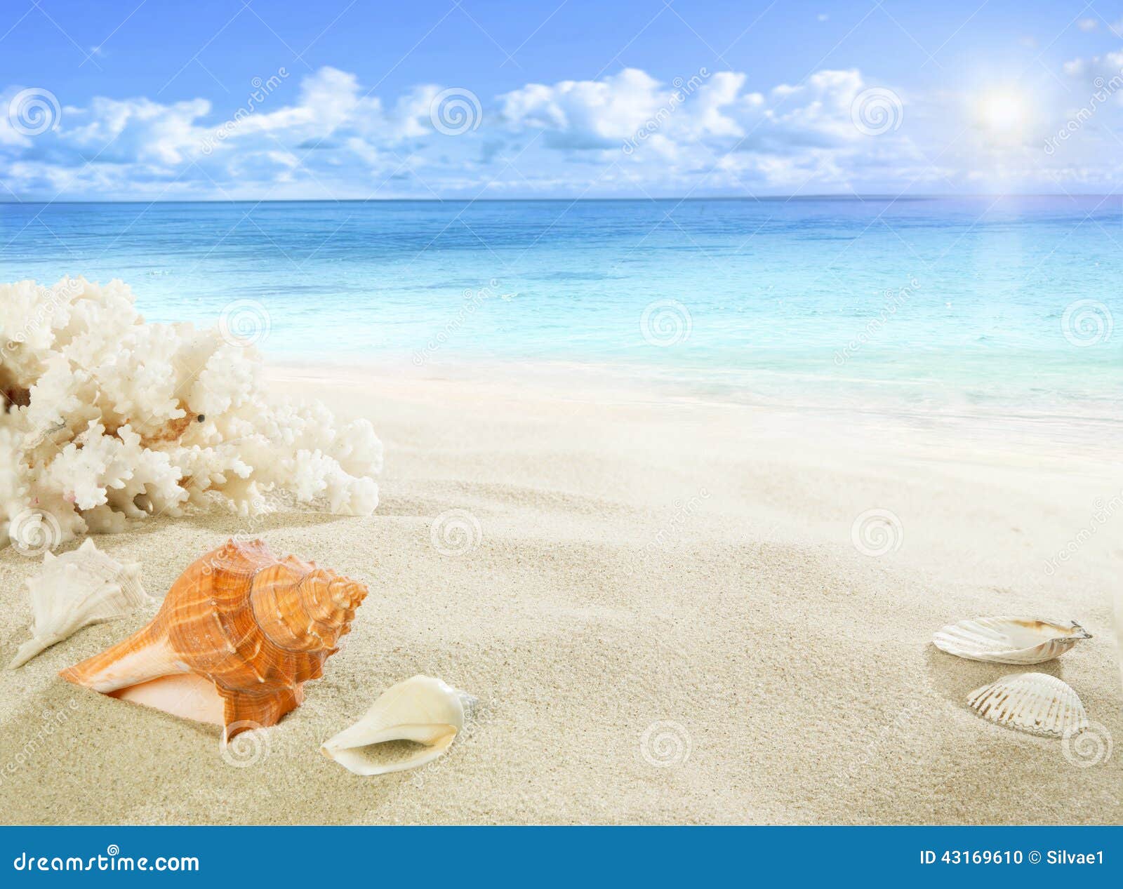 Shells and Coral on the Beach Stock Photo - Image of calm, coral: 43169610