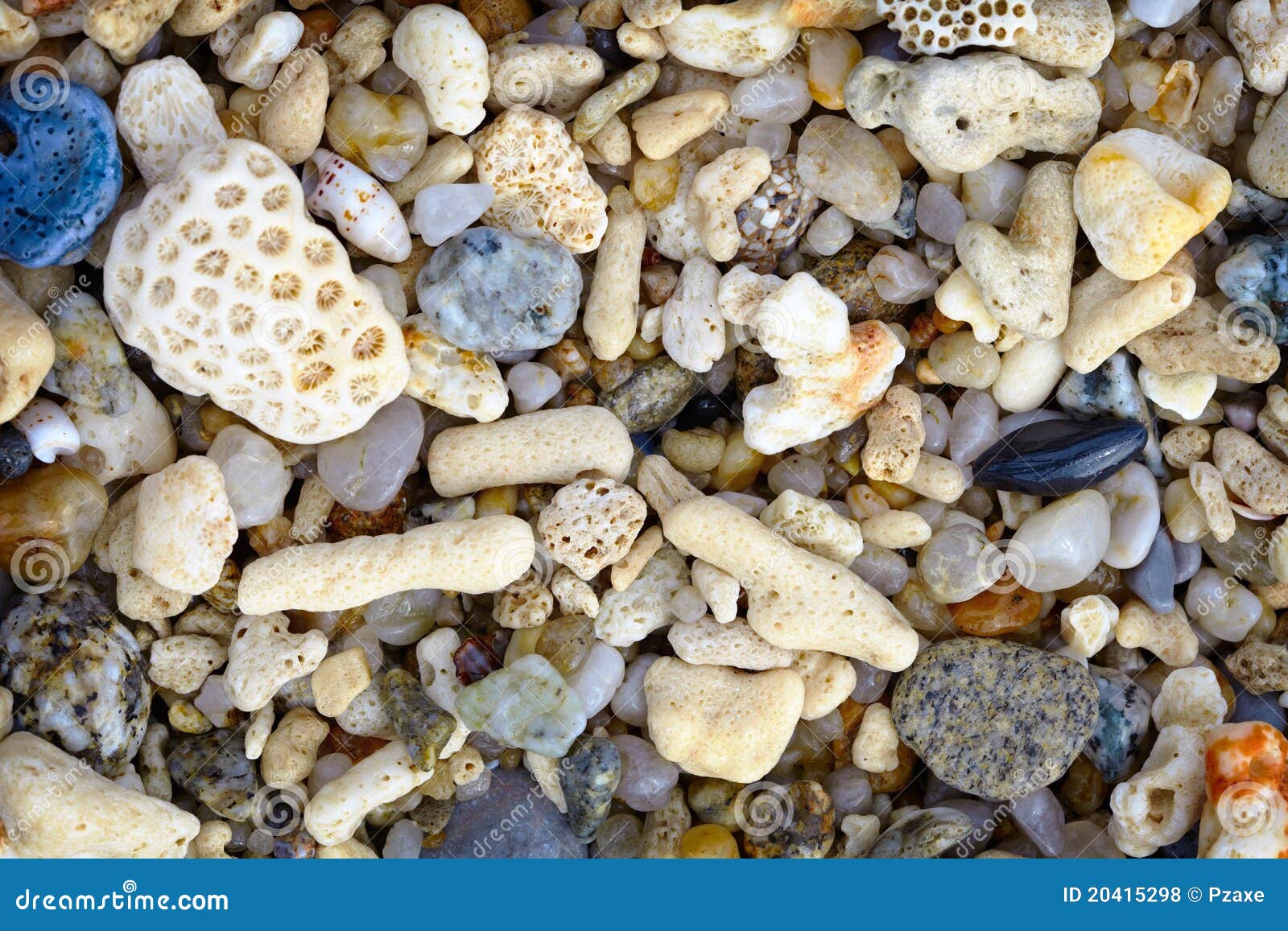 Shells and Coral on a Tropical Beach - Background Stock Photo - Image ...