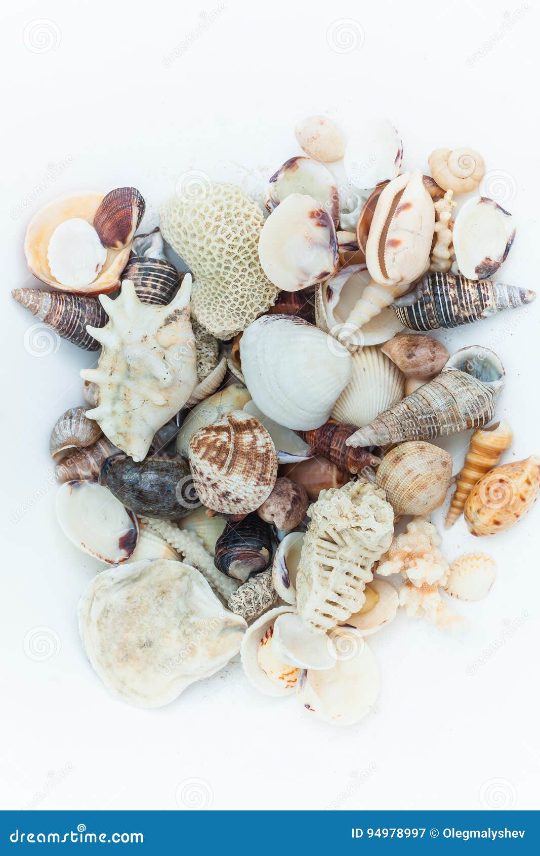 Shells and Corals Indian Ocean Stock Image - Image of aquatic, corals ...
