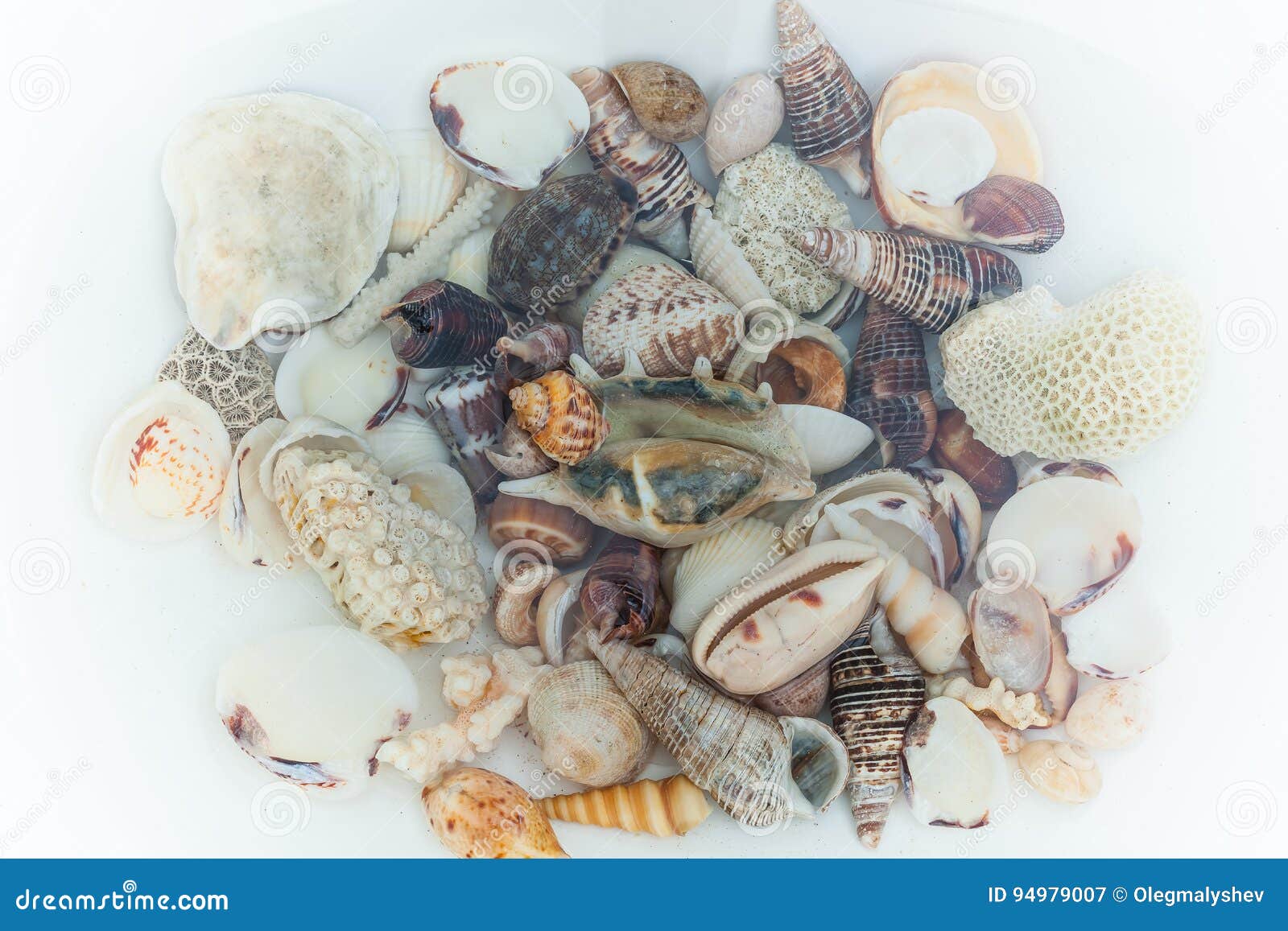 Shells and Corals Indian Ocean Stock Image - Image of beauty, decor ...