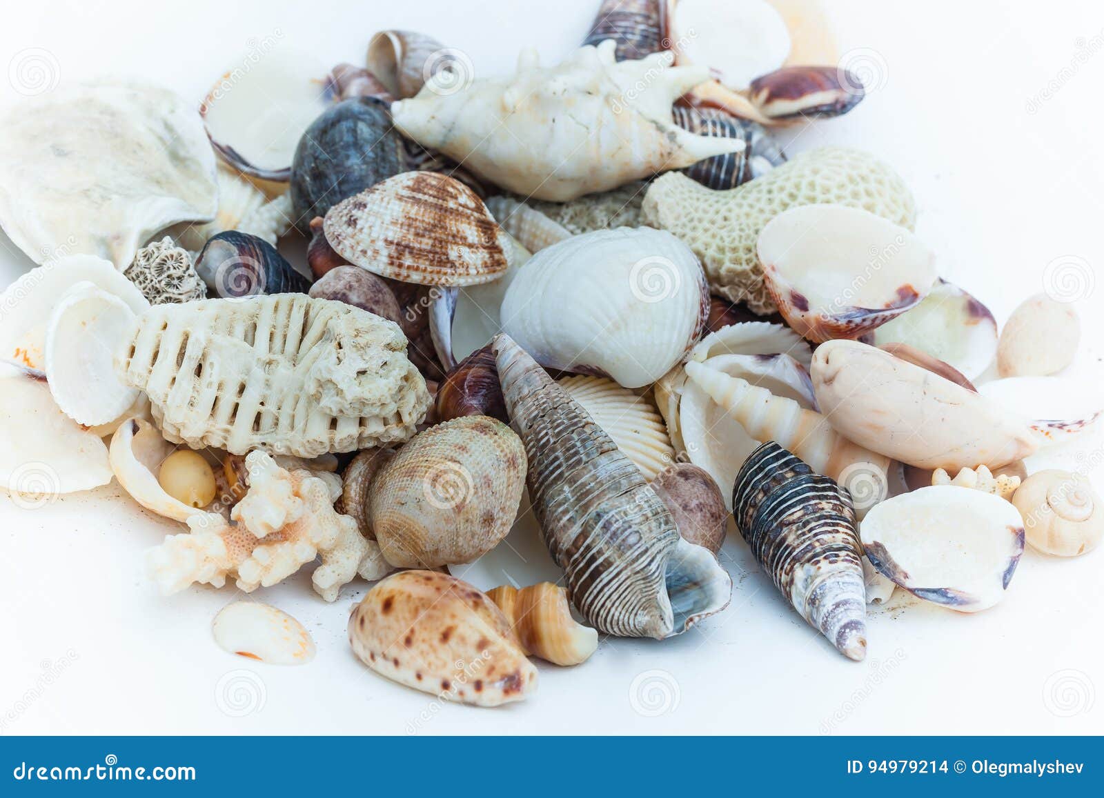 Shells and Corals of the Indian Ocean Decor Stock Photo - Image of ...